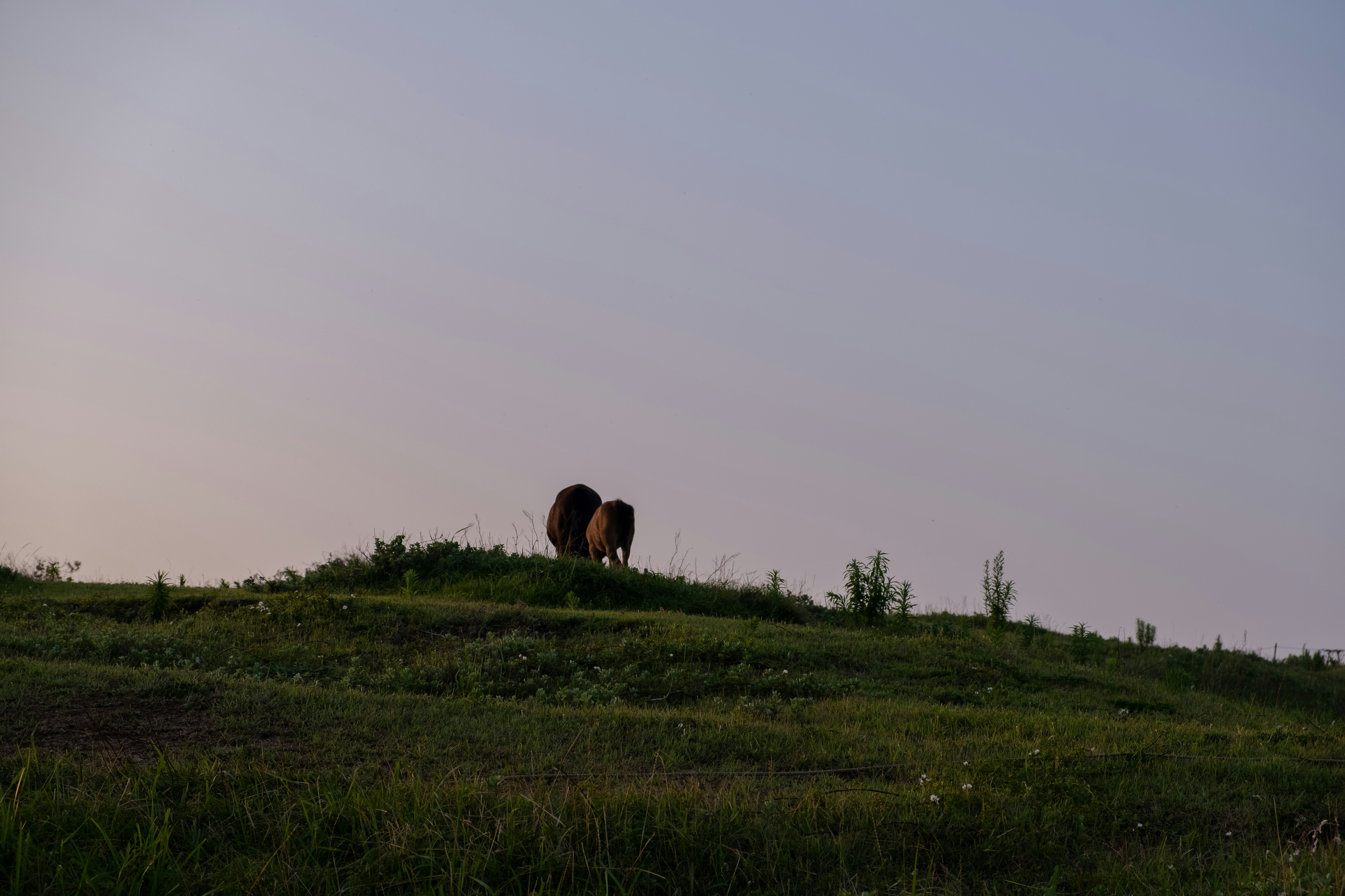 brown cow on green grass field during daytime