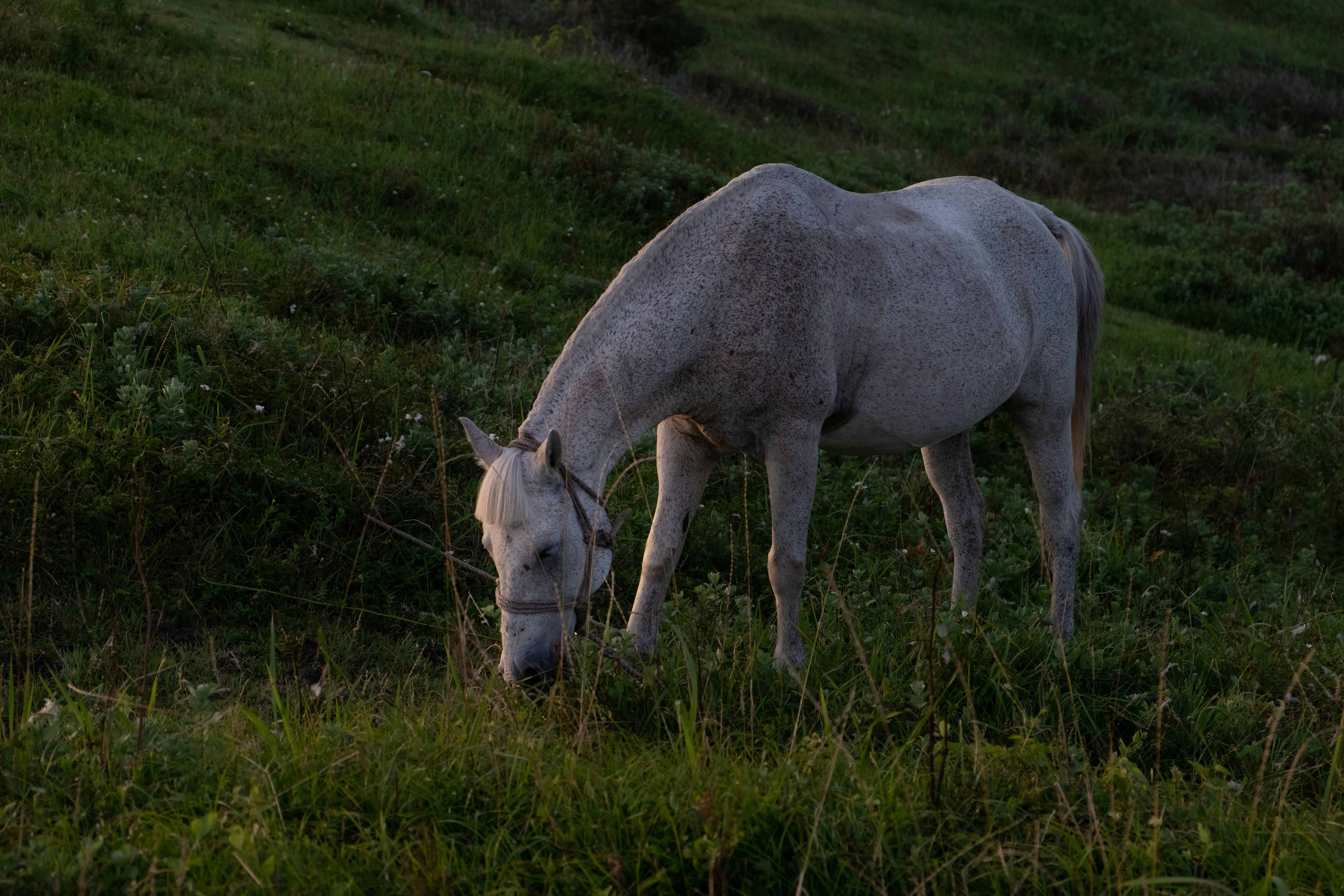 A grey horse peacefully grazing on lush green grass in a tranquil landscape during sunset.