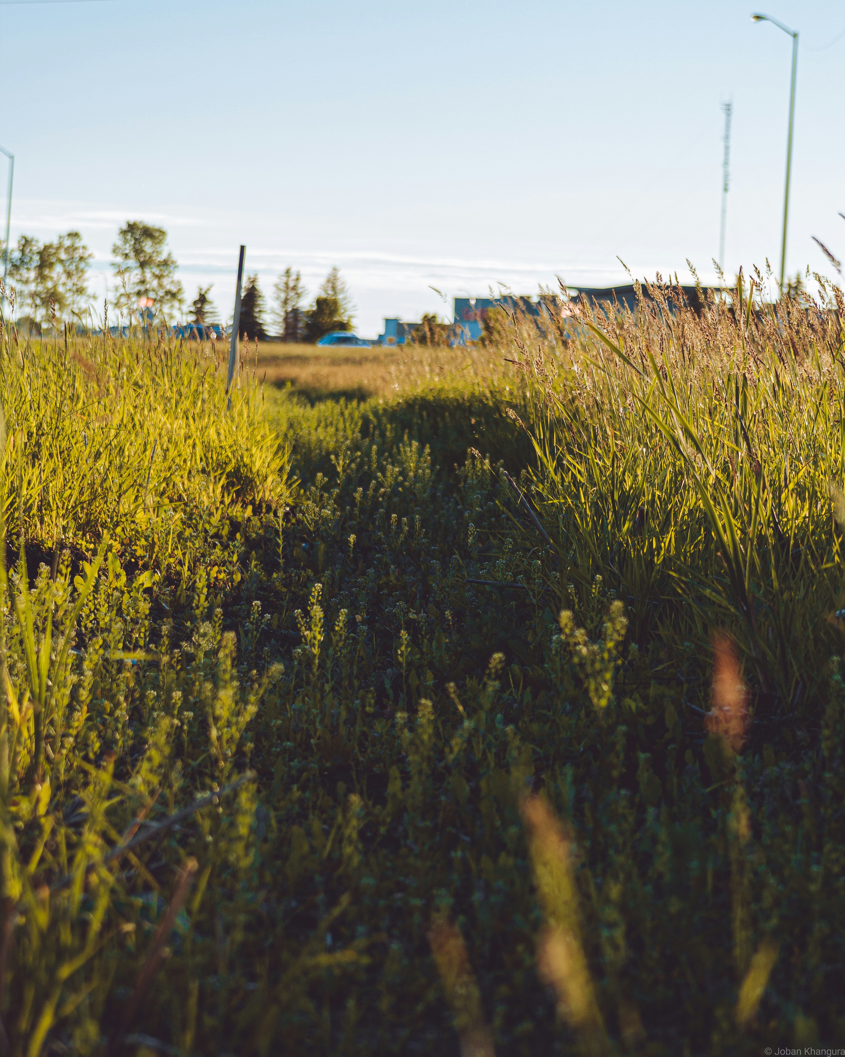 Lush green grass and wildflowers framing a winding path under a clear sky. The scene captures the essence of a serene natural landscape.