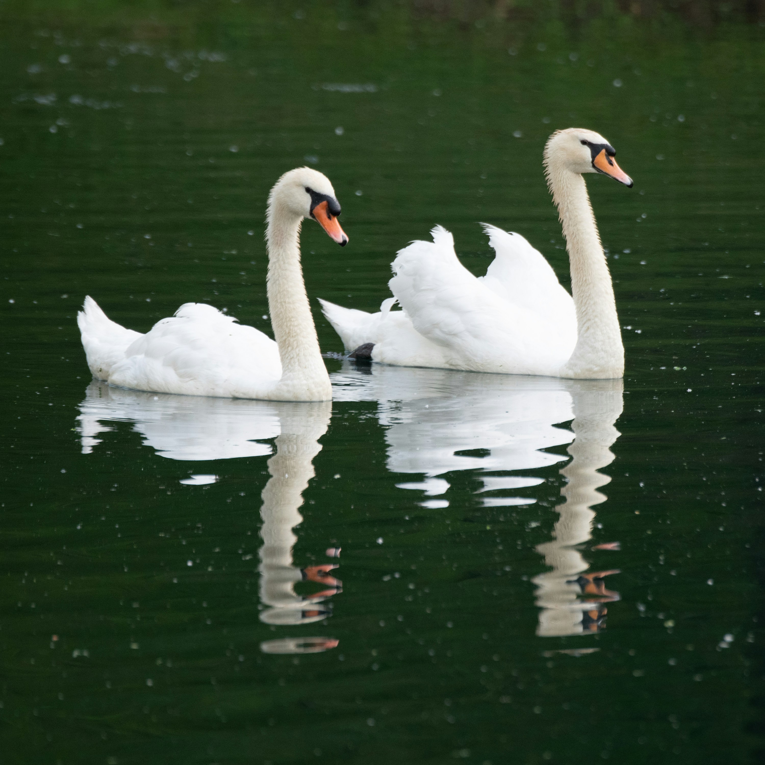 Peaceful White Swans