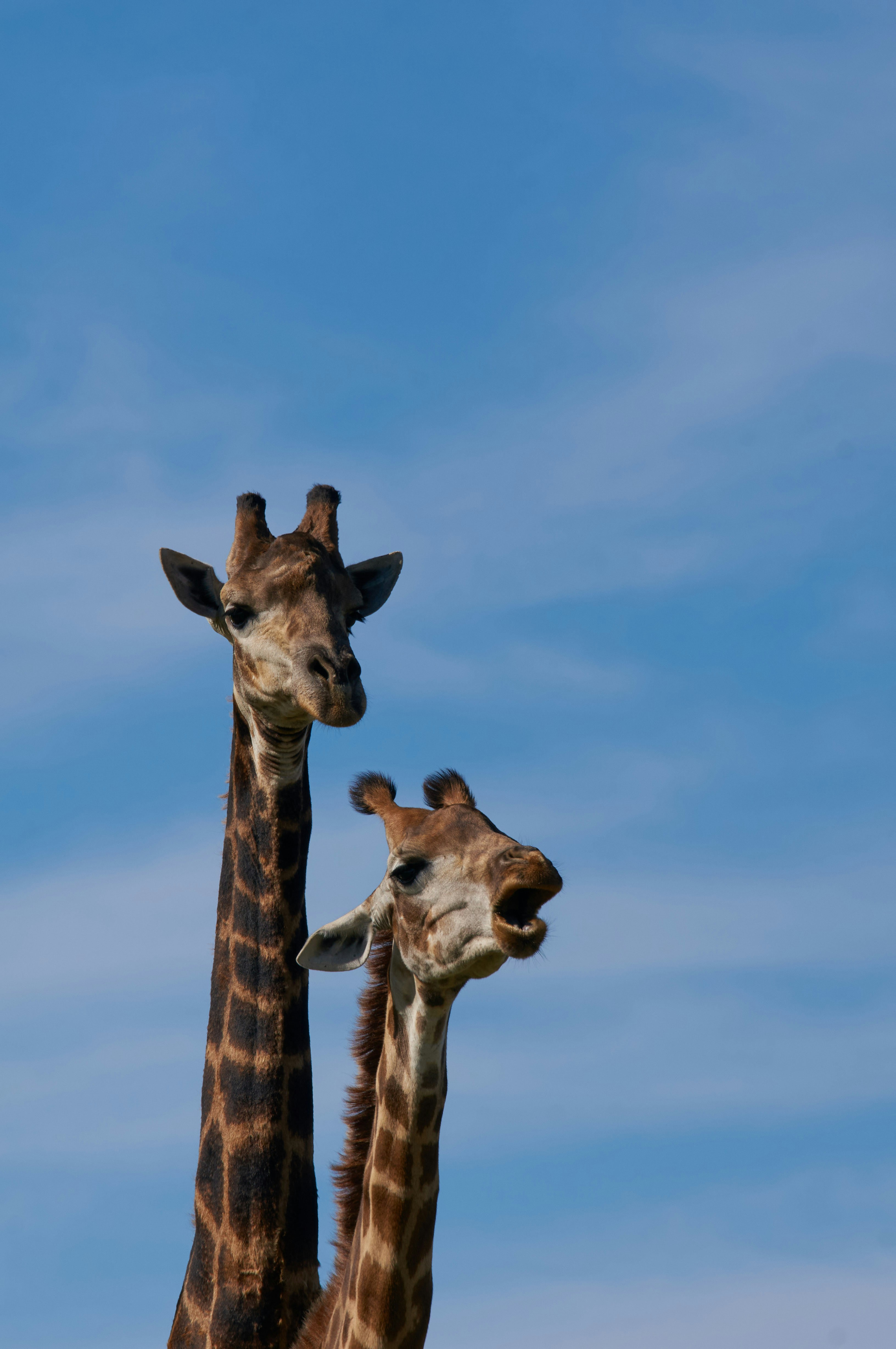 Two giraffes extend their necks toward a clear blue sky.