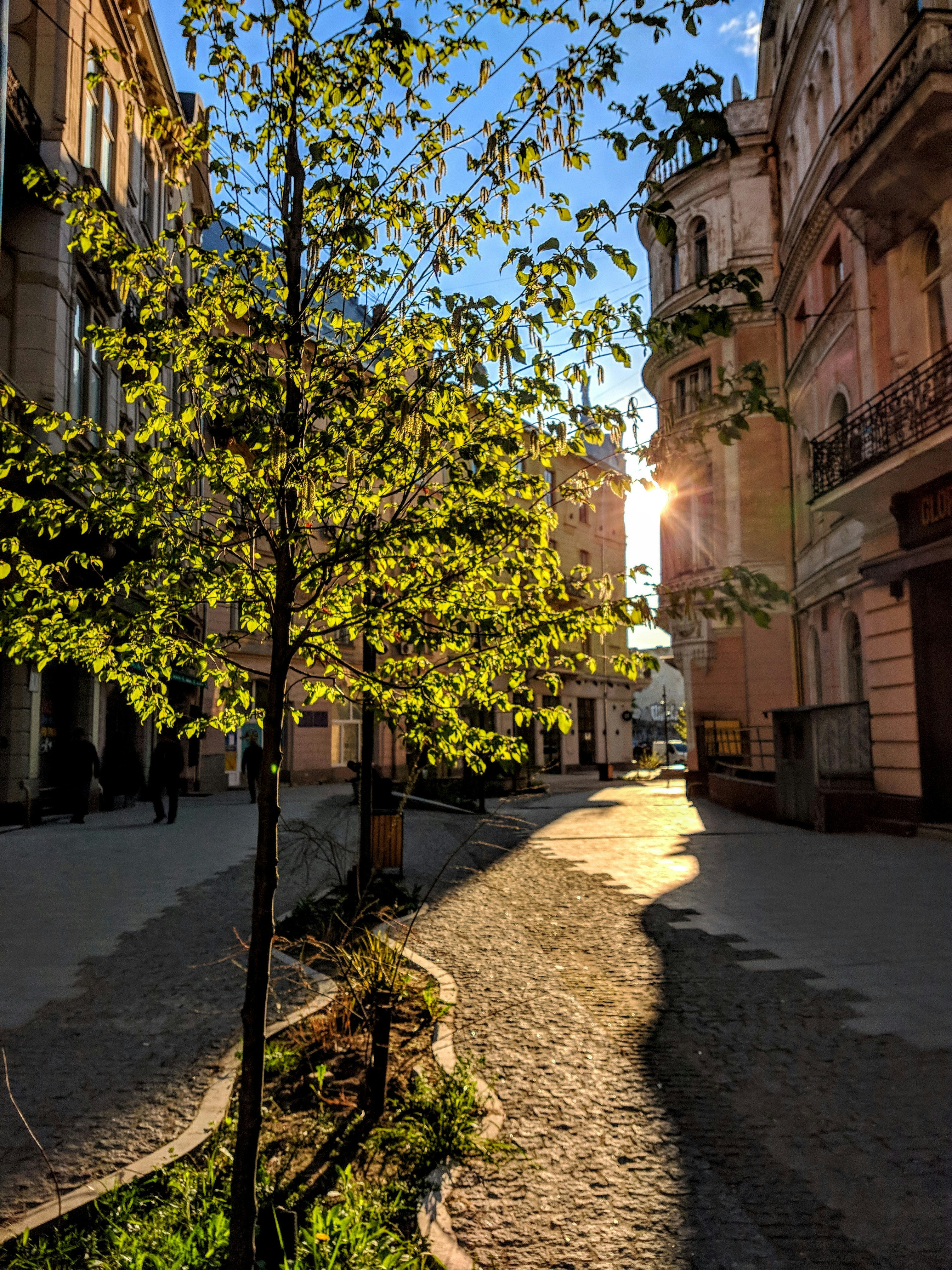 Sunlight streams through a leafy foreground tree along a cobblestone street. The warm shadows stretch toward historic buildings as a sun flare plays between them.