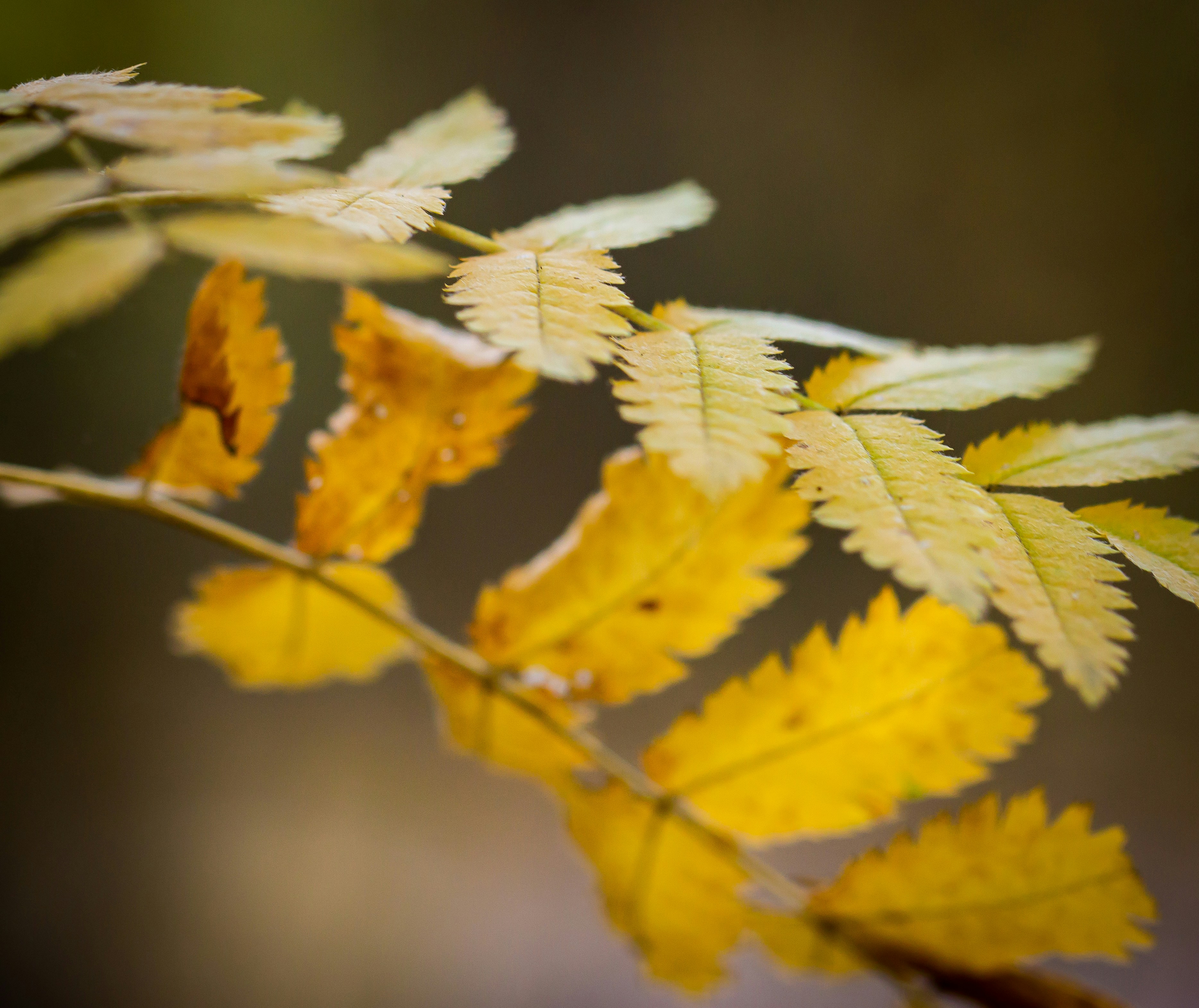 Autumn Hues in Focus