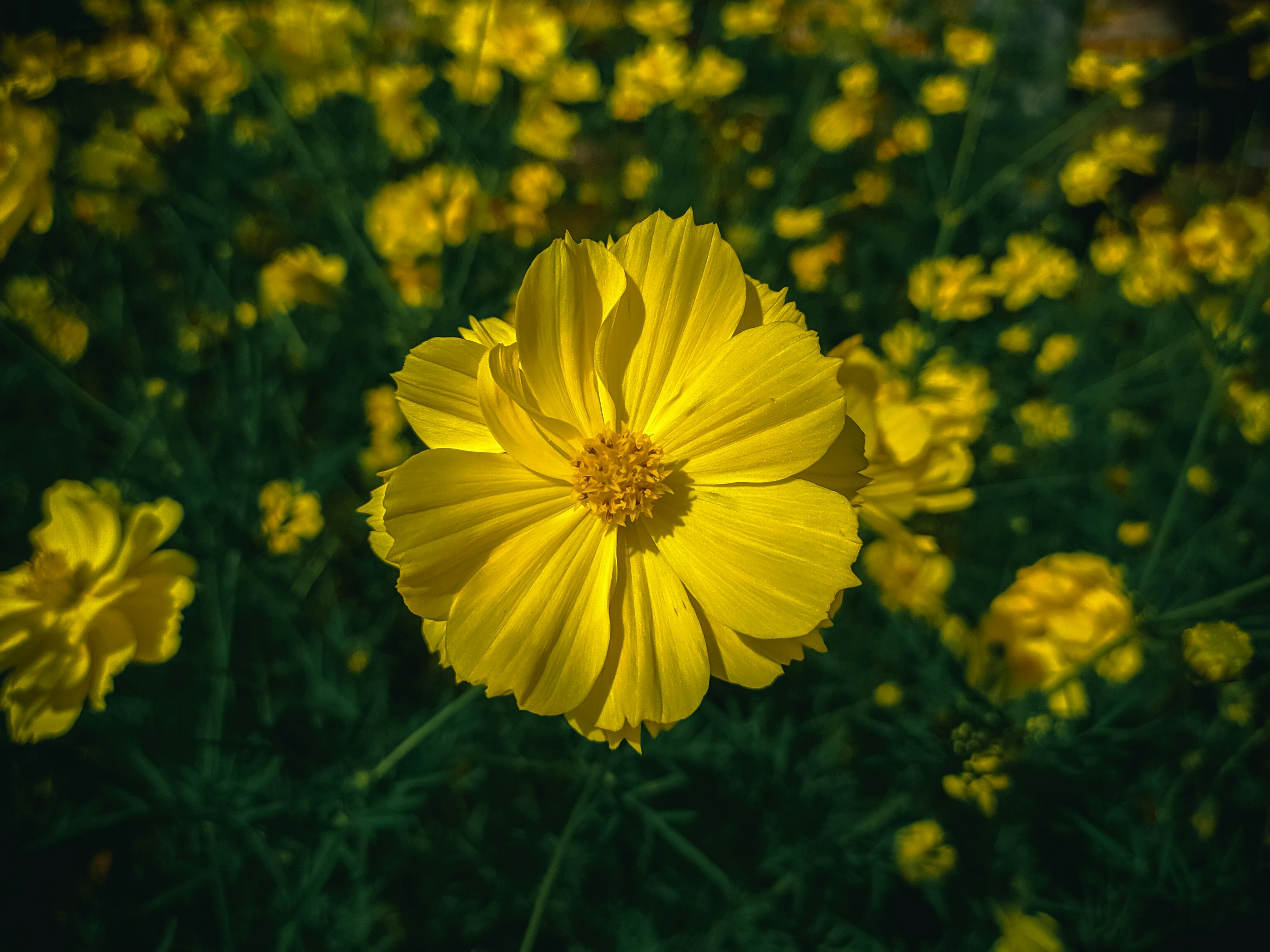 Close-up of a bright yellow cosmos in sharp focus at the center, with a softly blurred field of yellow blooms in the background.