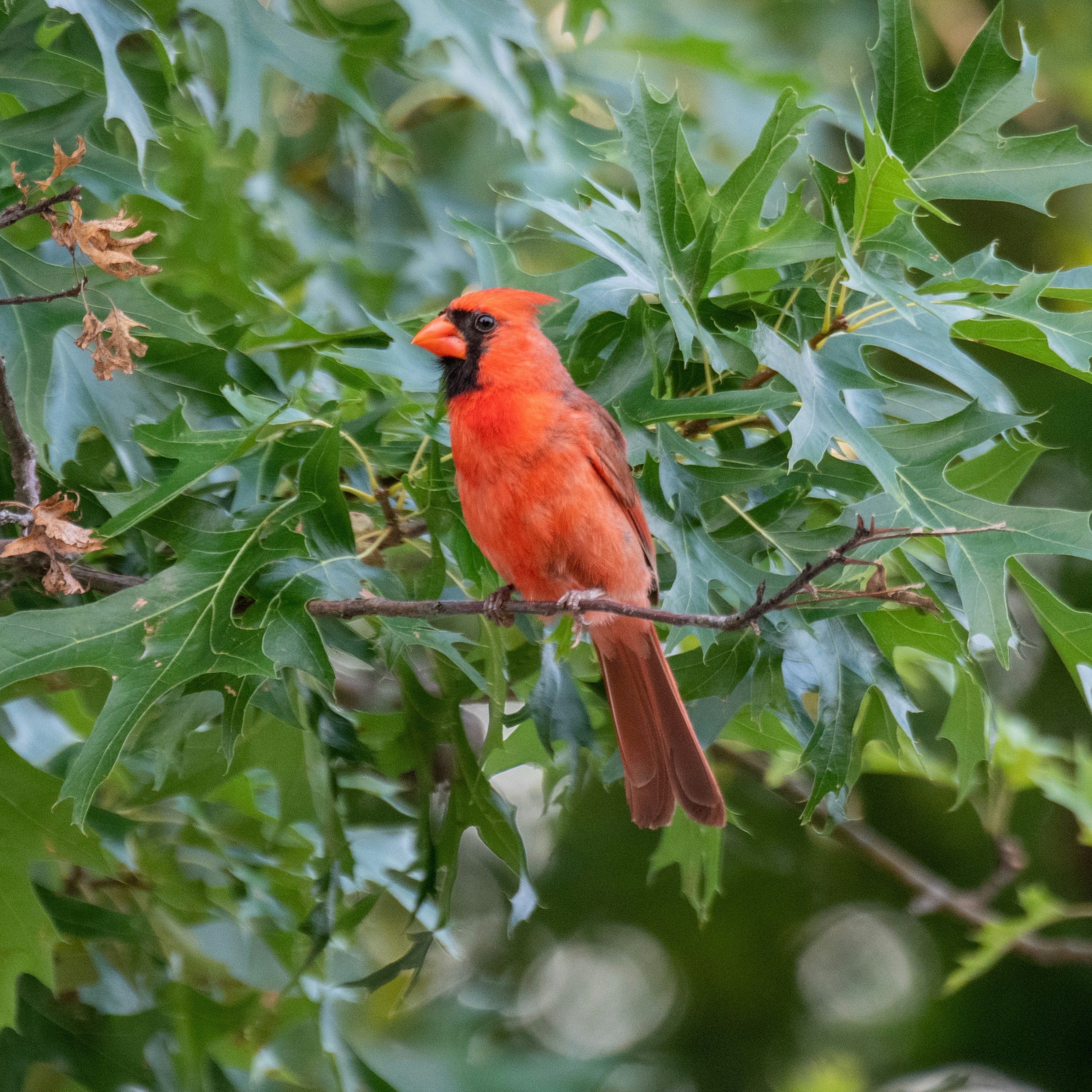 Red cardinal bird perched on tree branch during daytime photo – Free ...