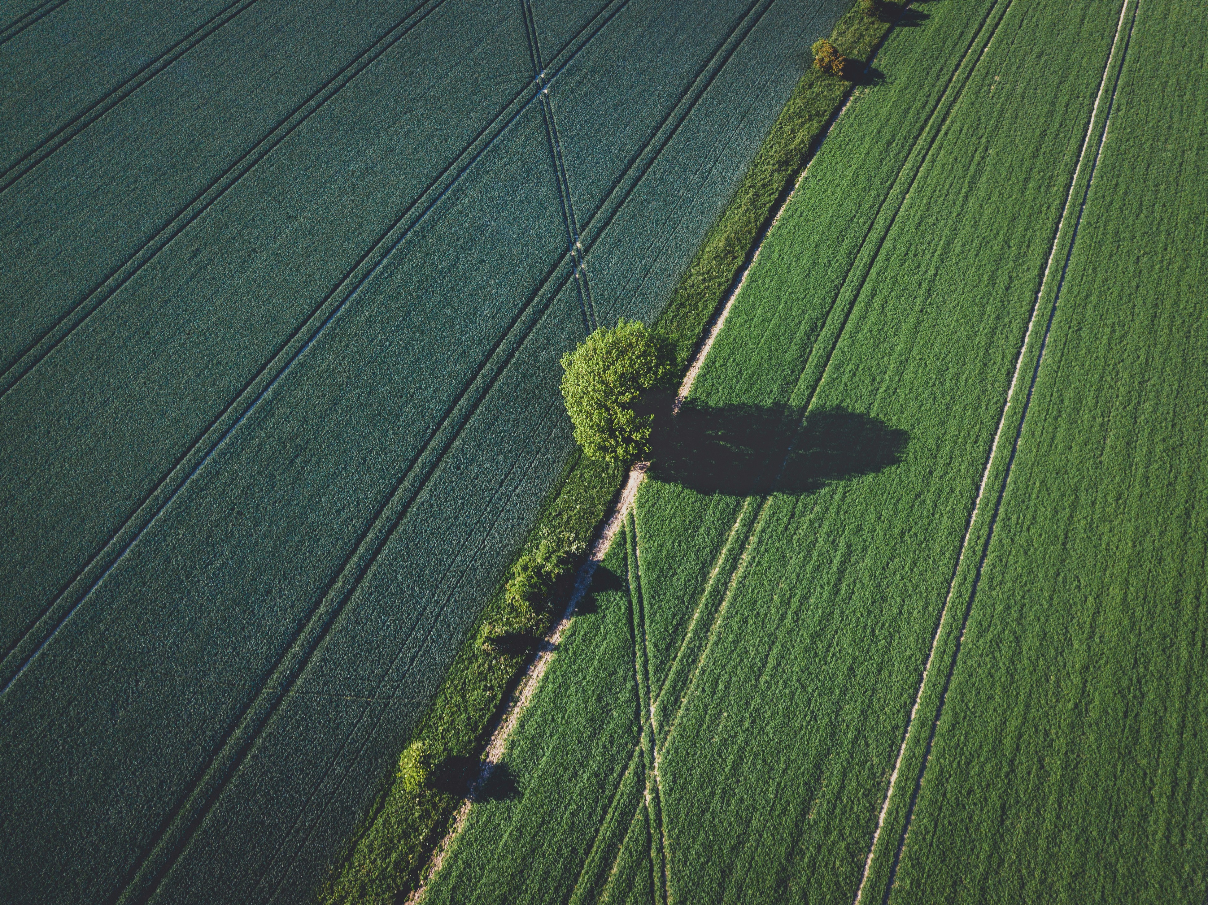 Aerial Tranquility: Tree-lined Track Divides Verdant Fields