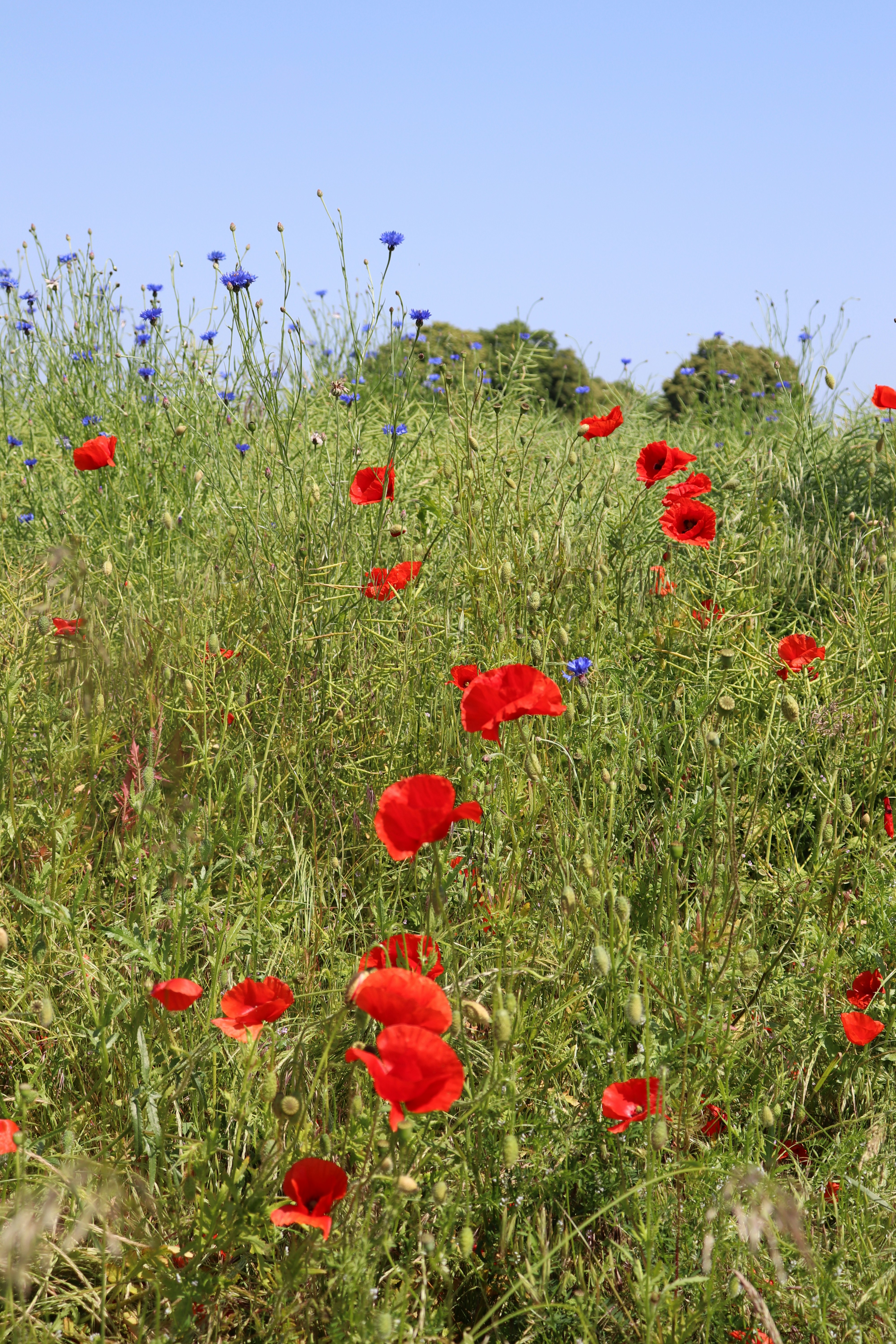 Champ de fleurs rouges pendant la journée photo – Photo Mecklembourg ...
