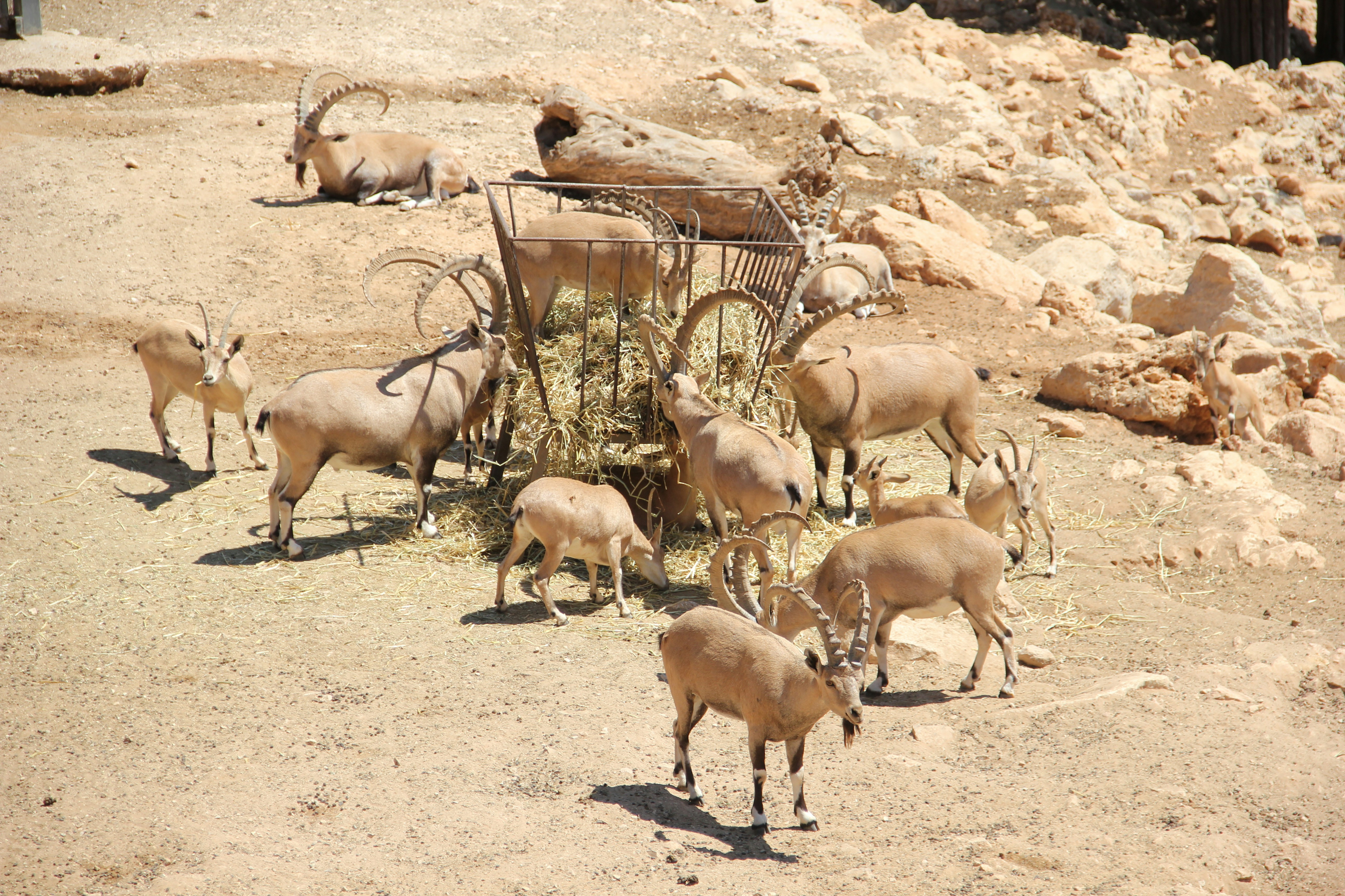 Group of ibexes feeding around a hay feeder in a rocky terrain under bright sunlight.