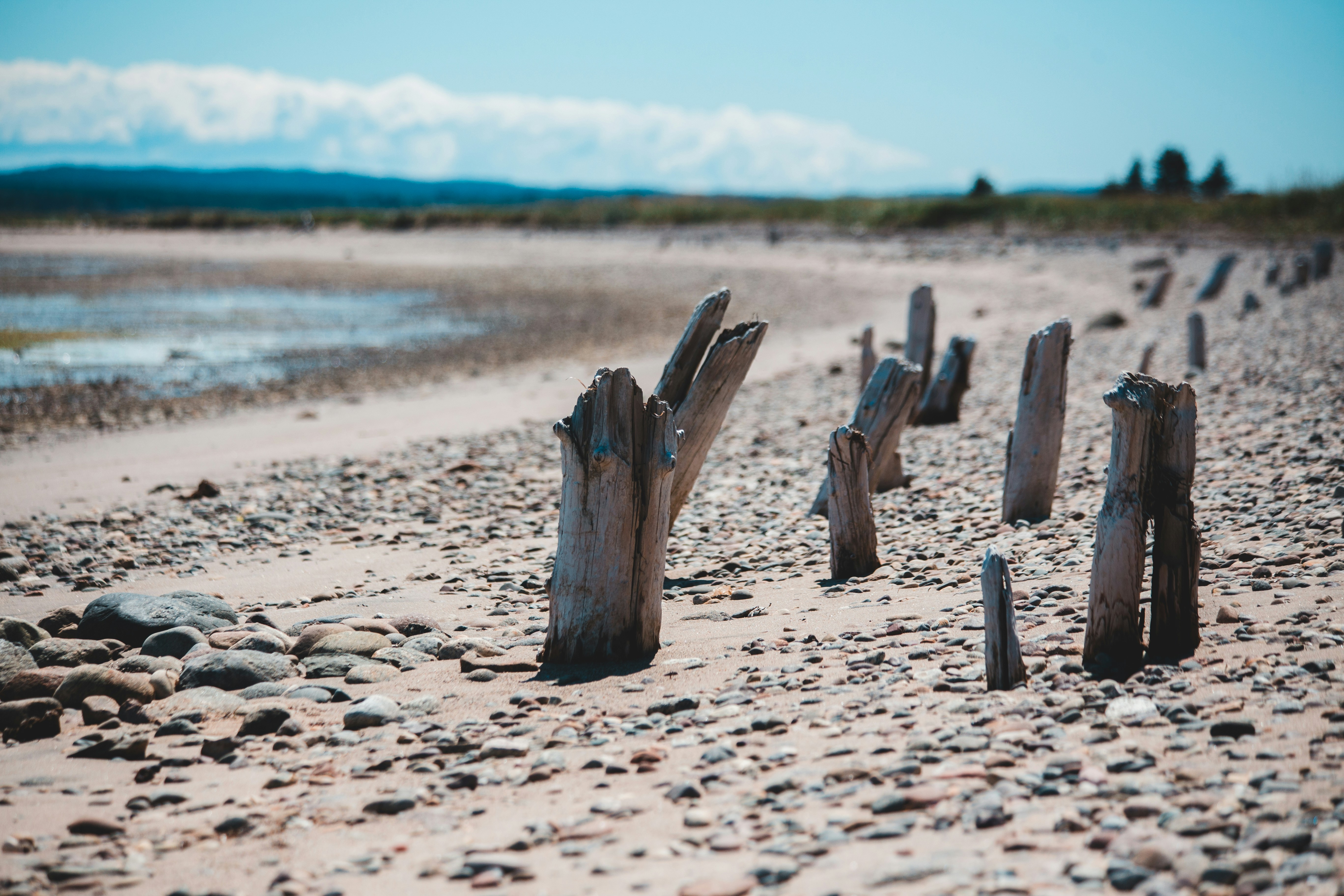 Brown wood log on beach during daytime photo – Free Grey Image on Unsplash