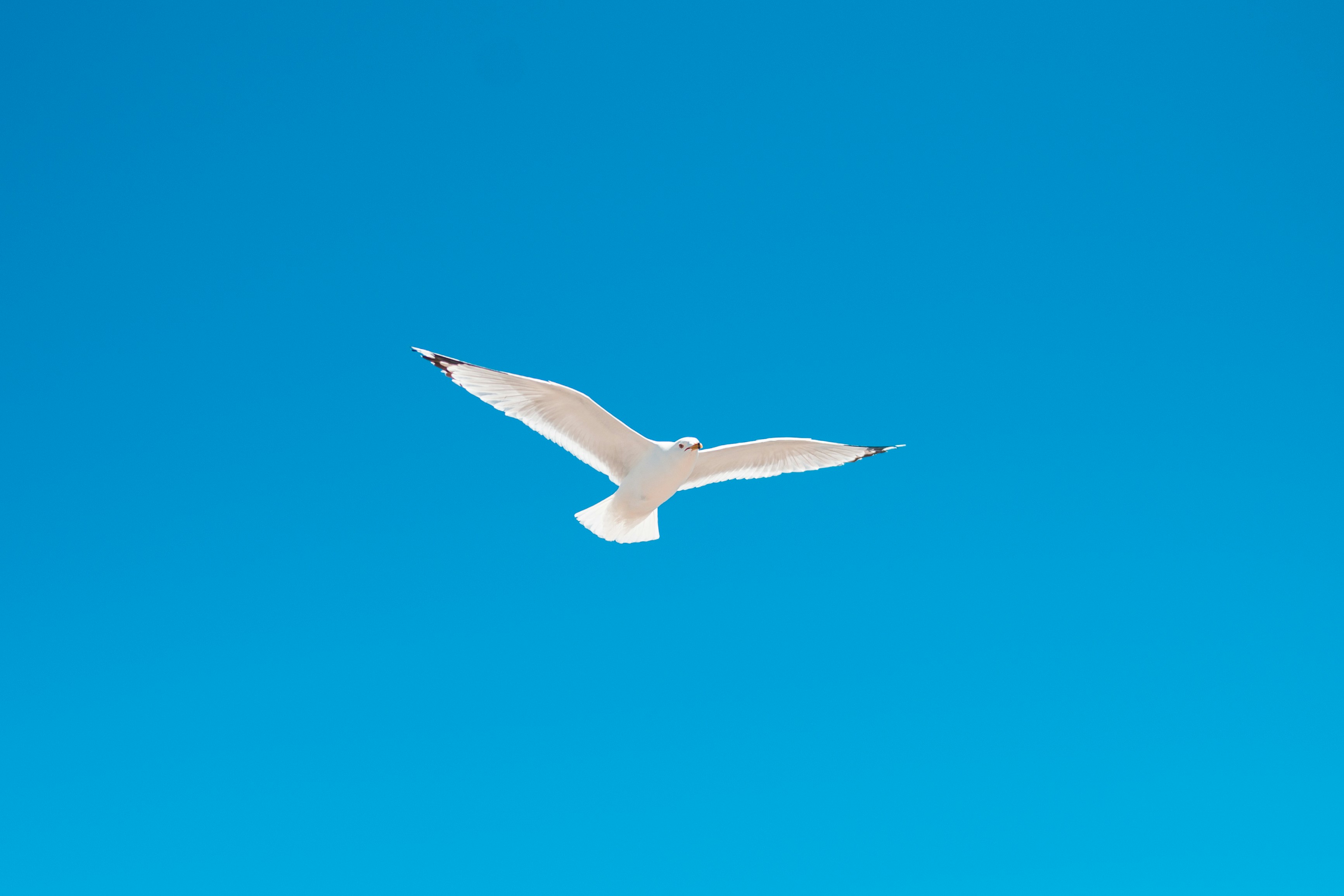 Suspended in a Sapphire Sky: A Seagull in Flight