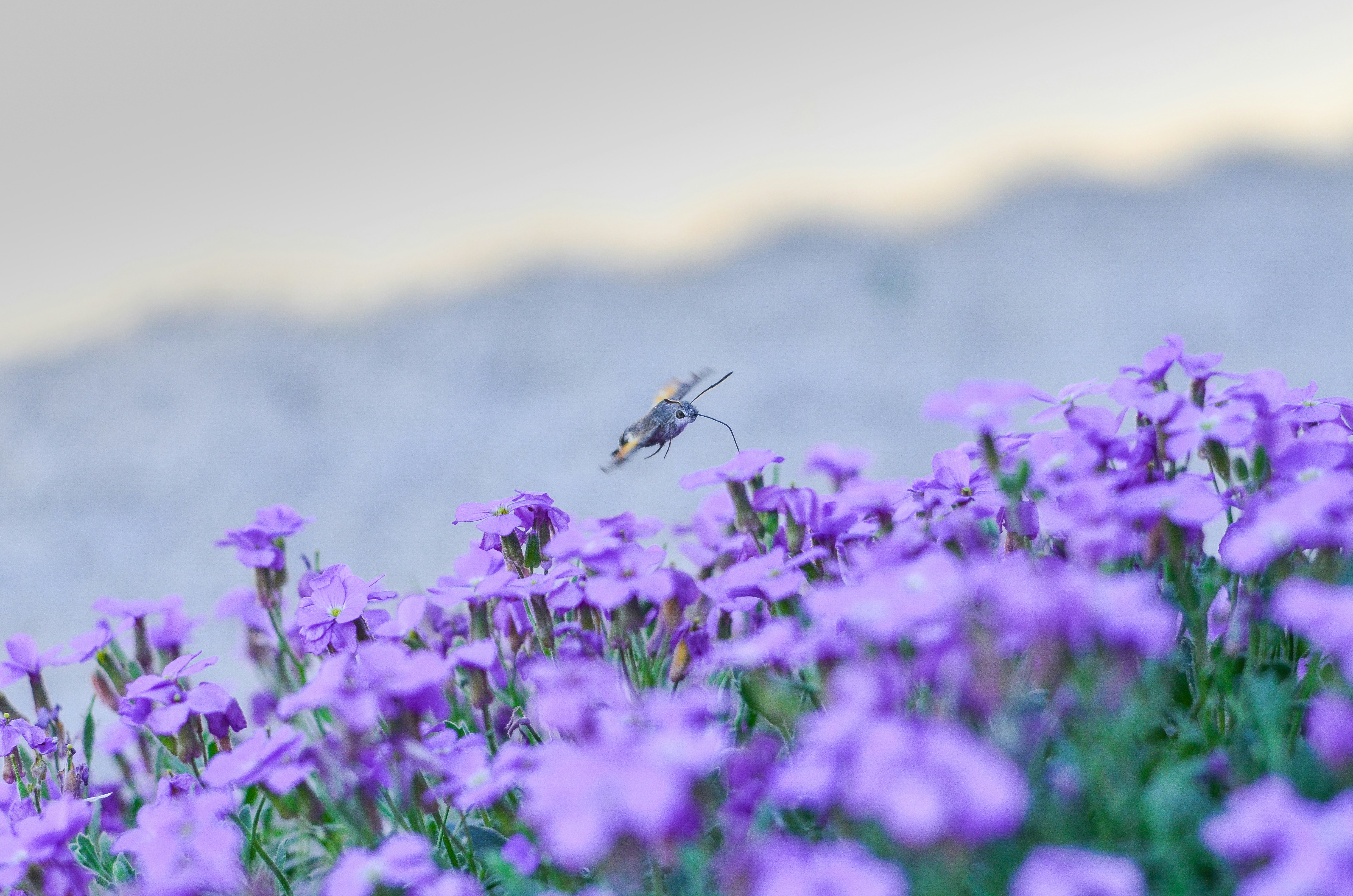 Violet Symphony: A Hummingbird's Dance