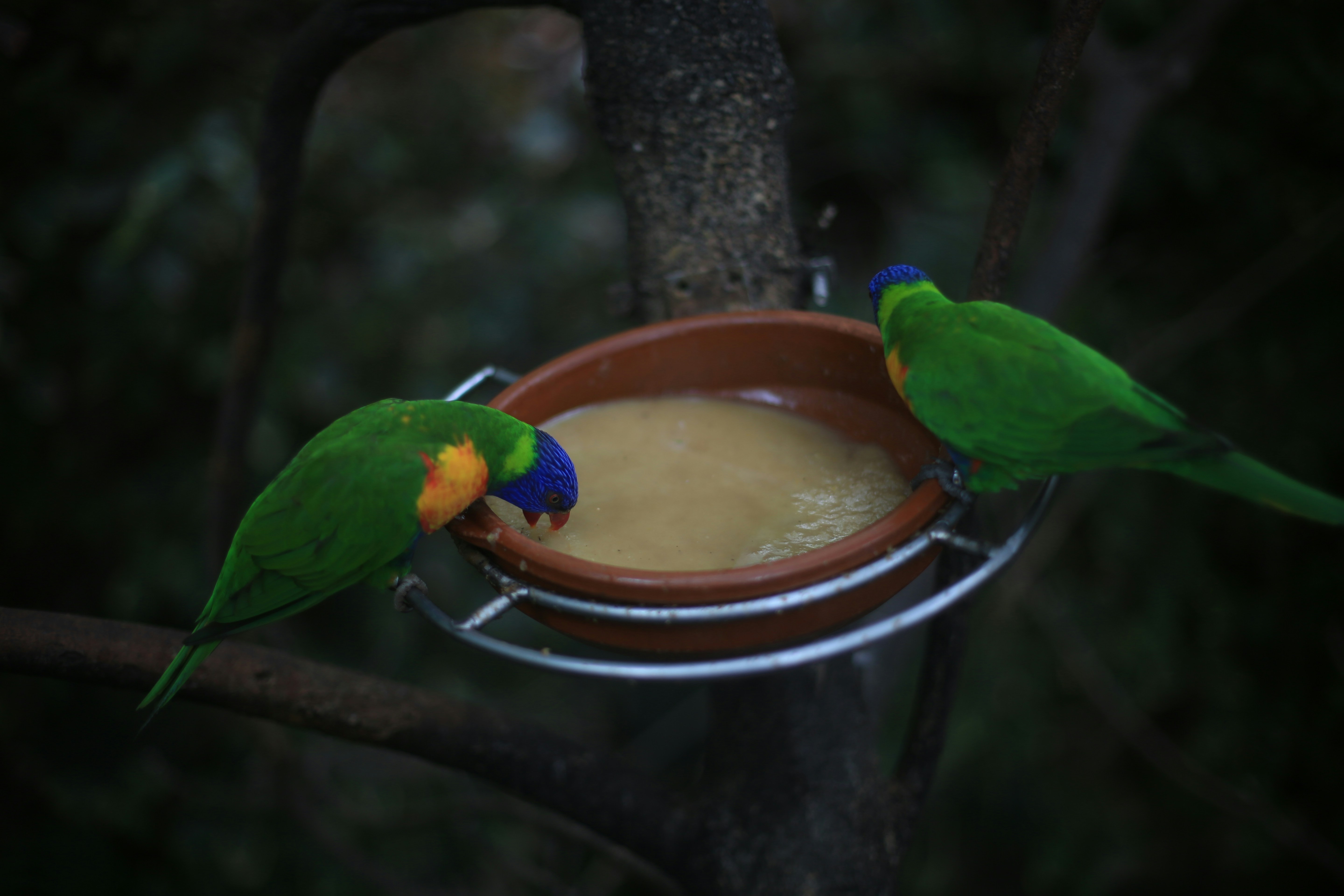 Two vibrant lorikeets perched at a feeding station, enjoying a bowl of nectar amidst lush greenery.