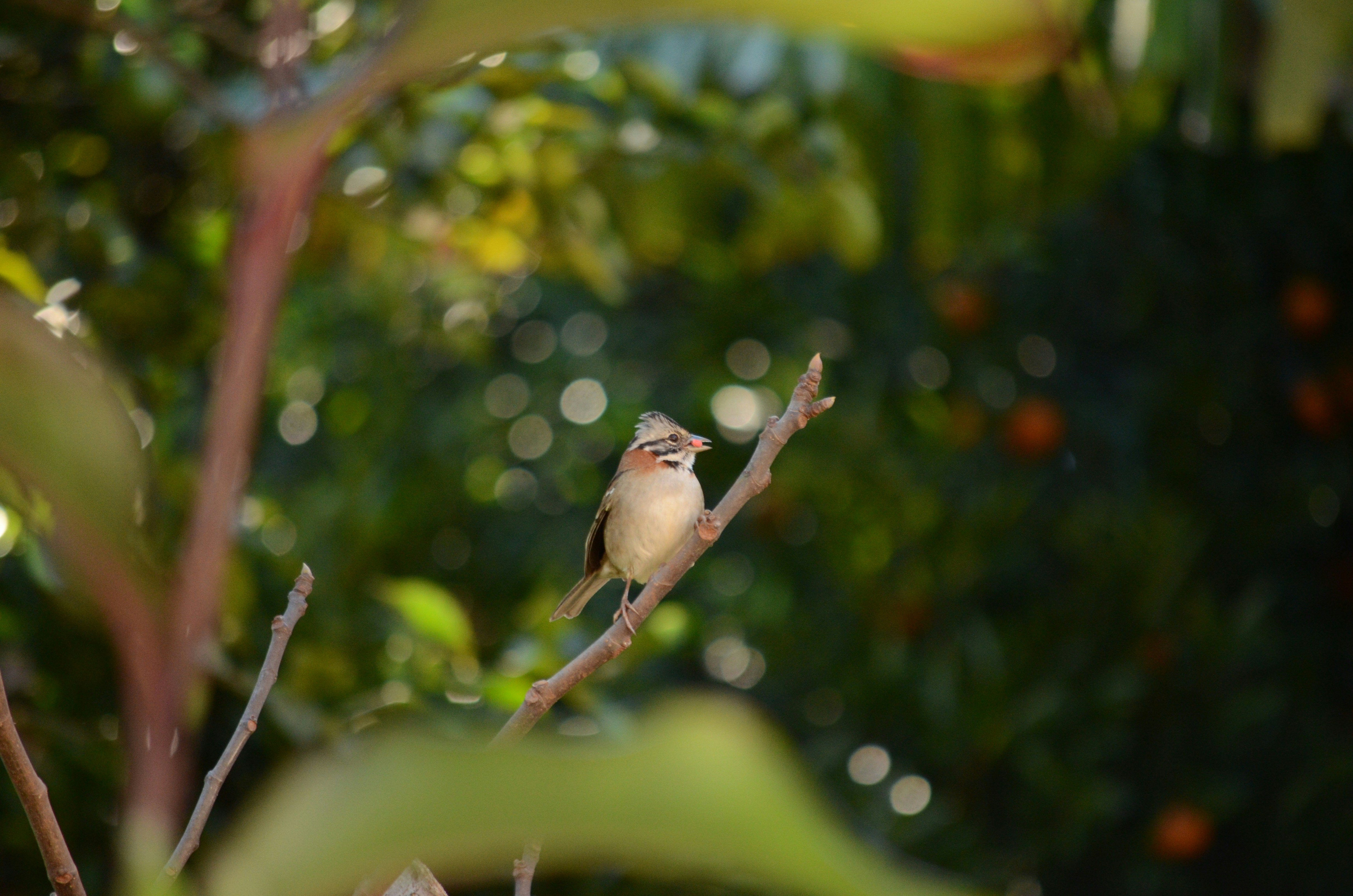 Dappled Branch Spotlight: A Tiny Bird in Quiet Garden Light