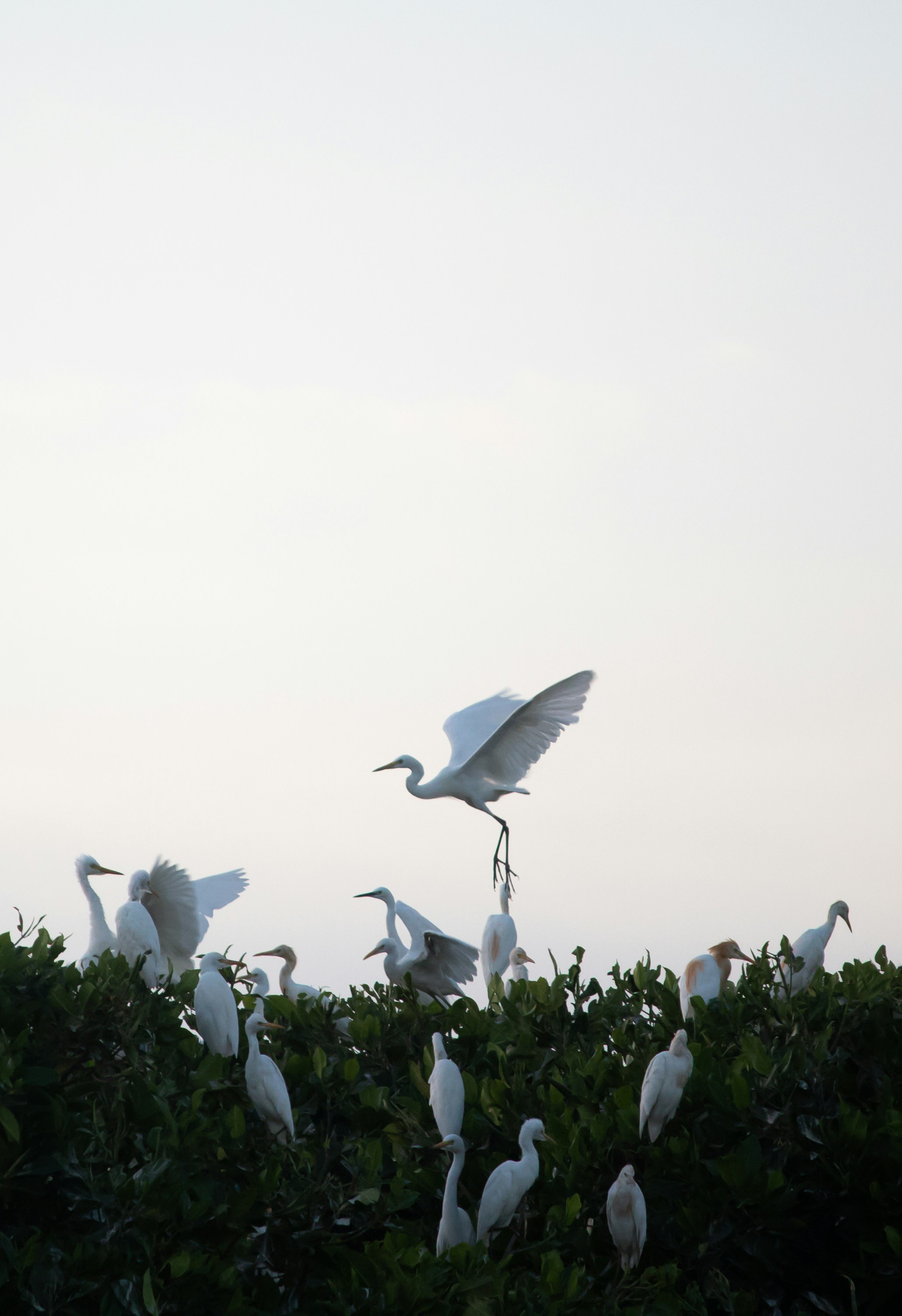Dawn Takeoff Over the Hedge: Egret in Flight
