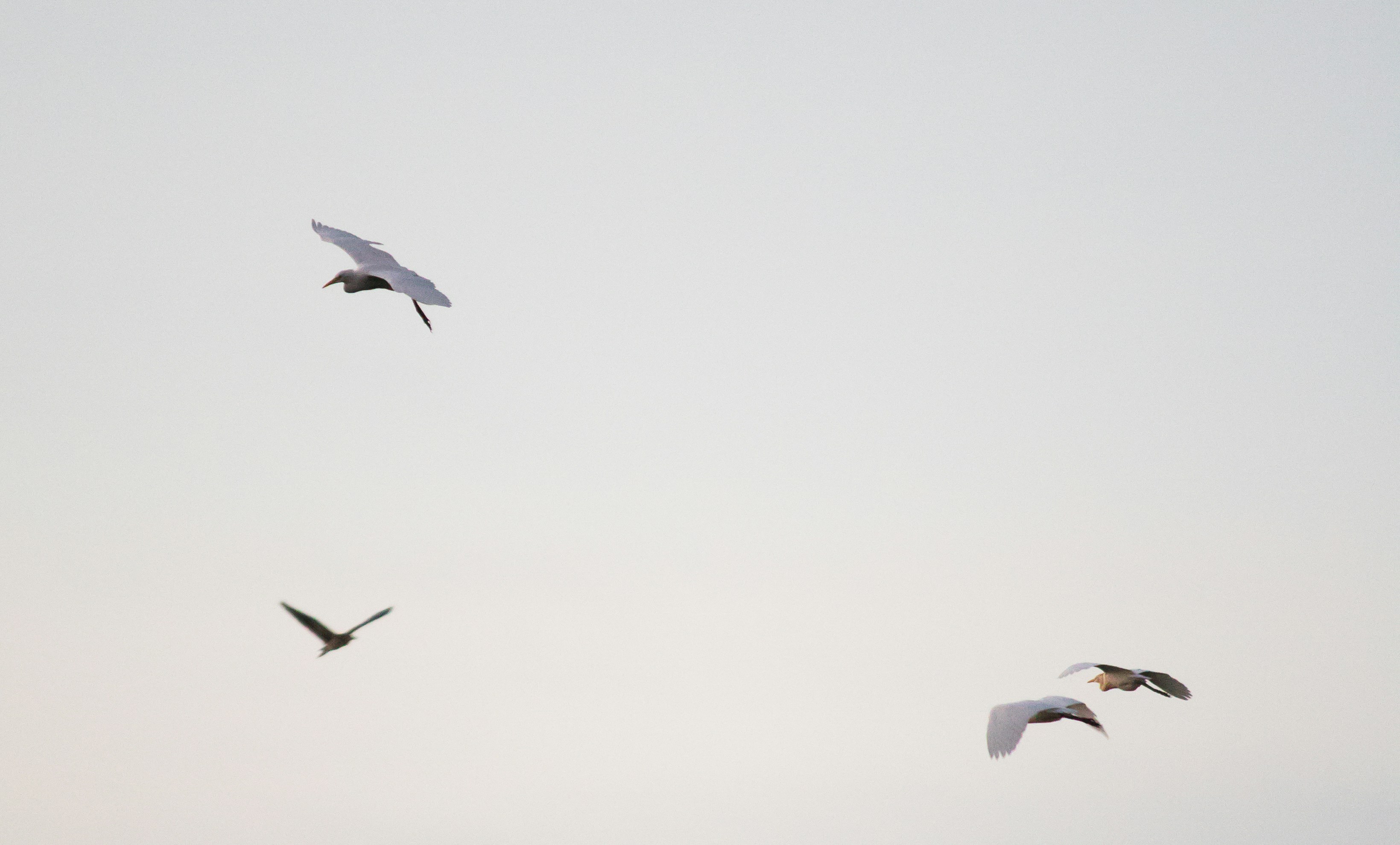 White birds flying during daytime photo – Free Animal Image on Unsplash