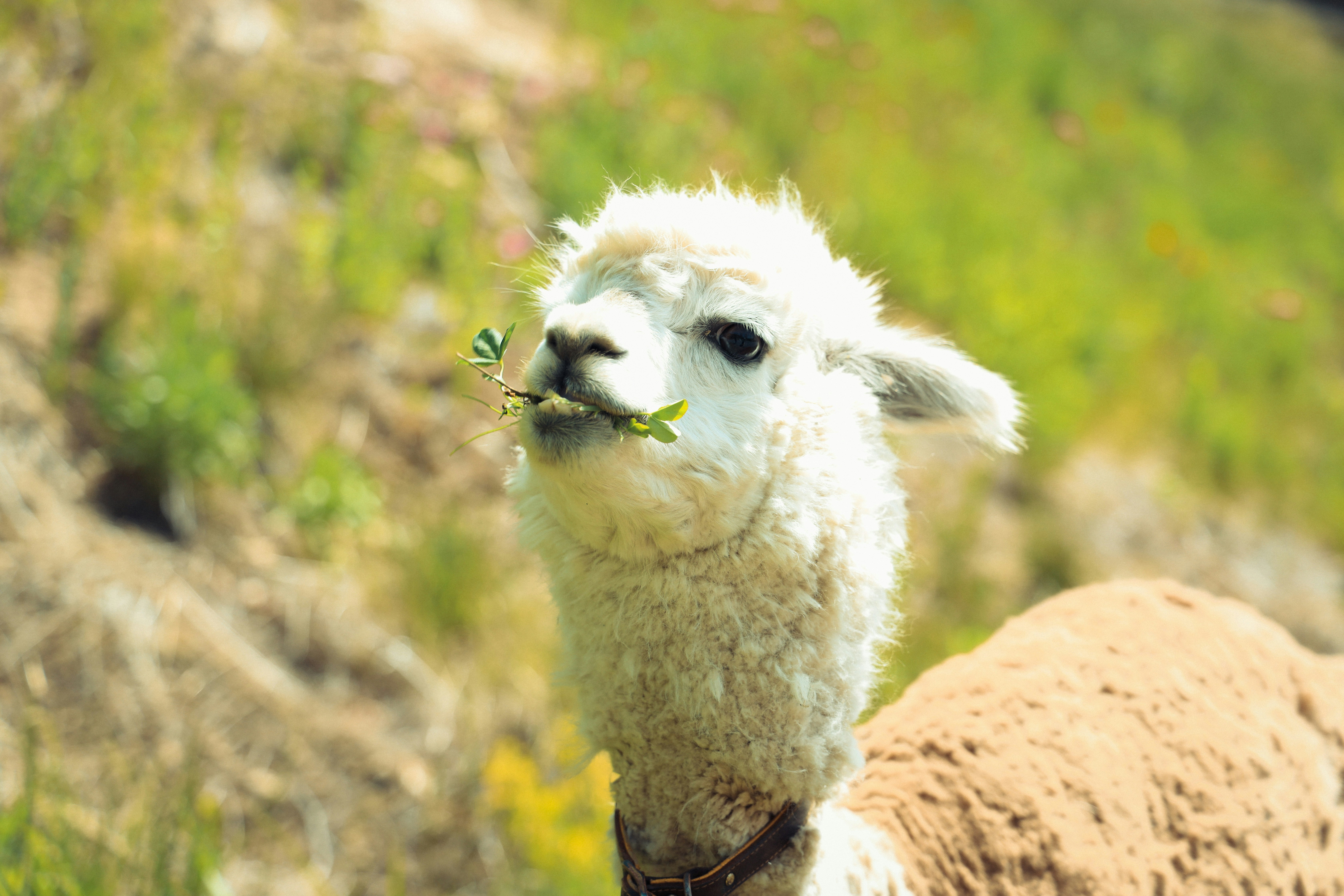 Llama eating grasses in nature