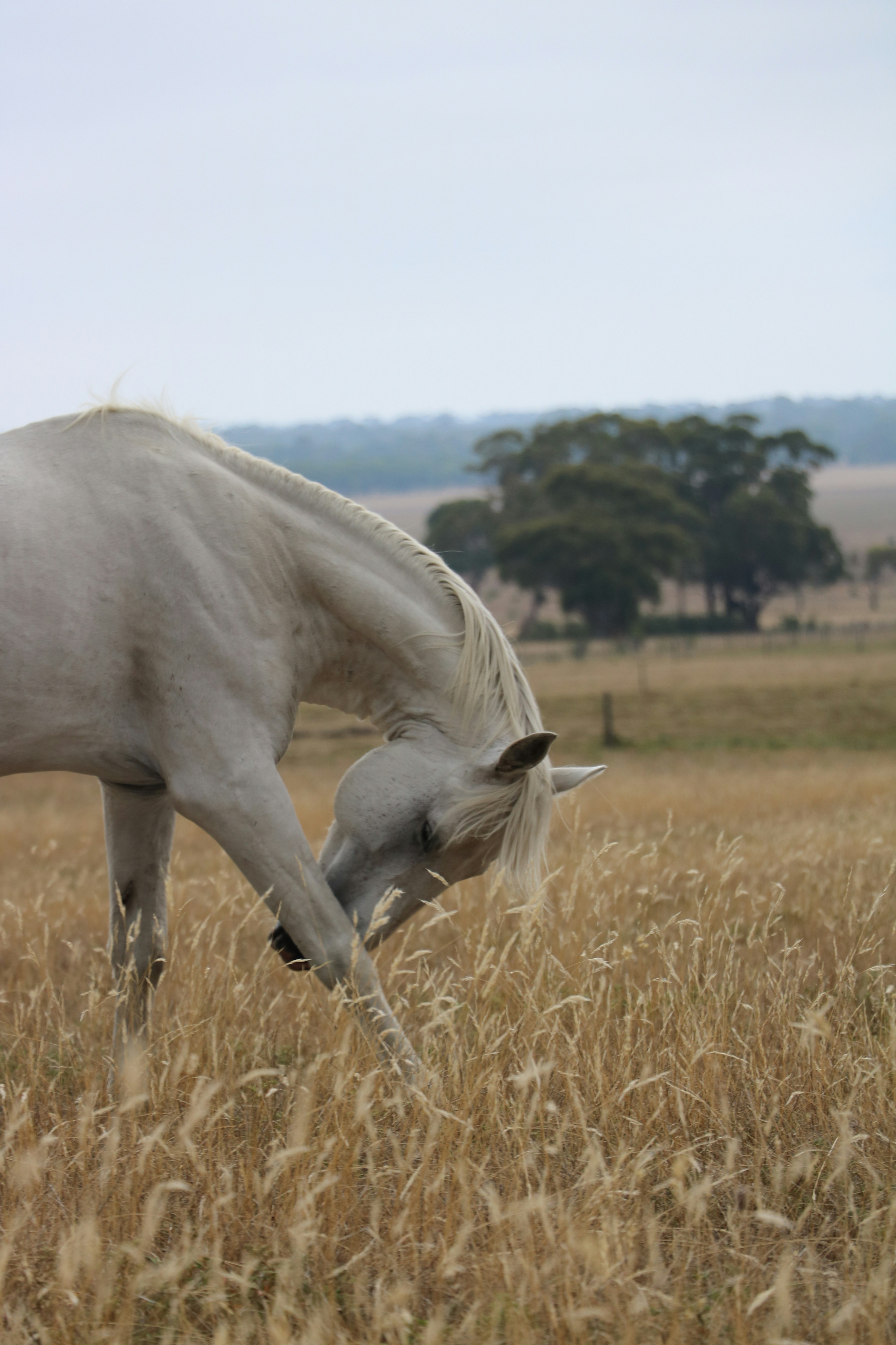 white horse on brown grass field during daytime