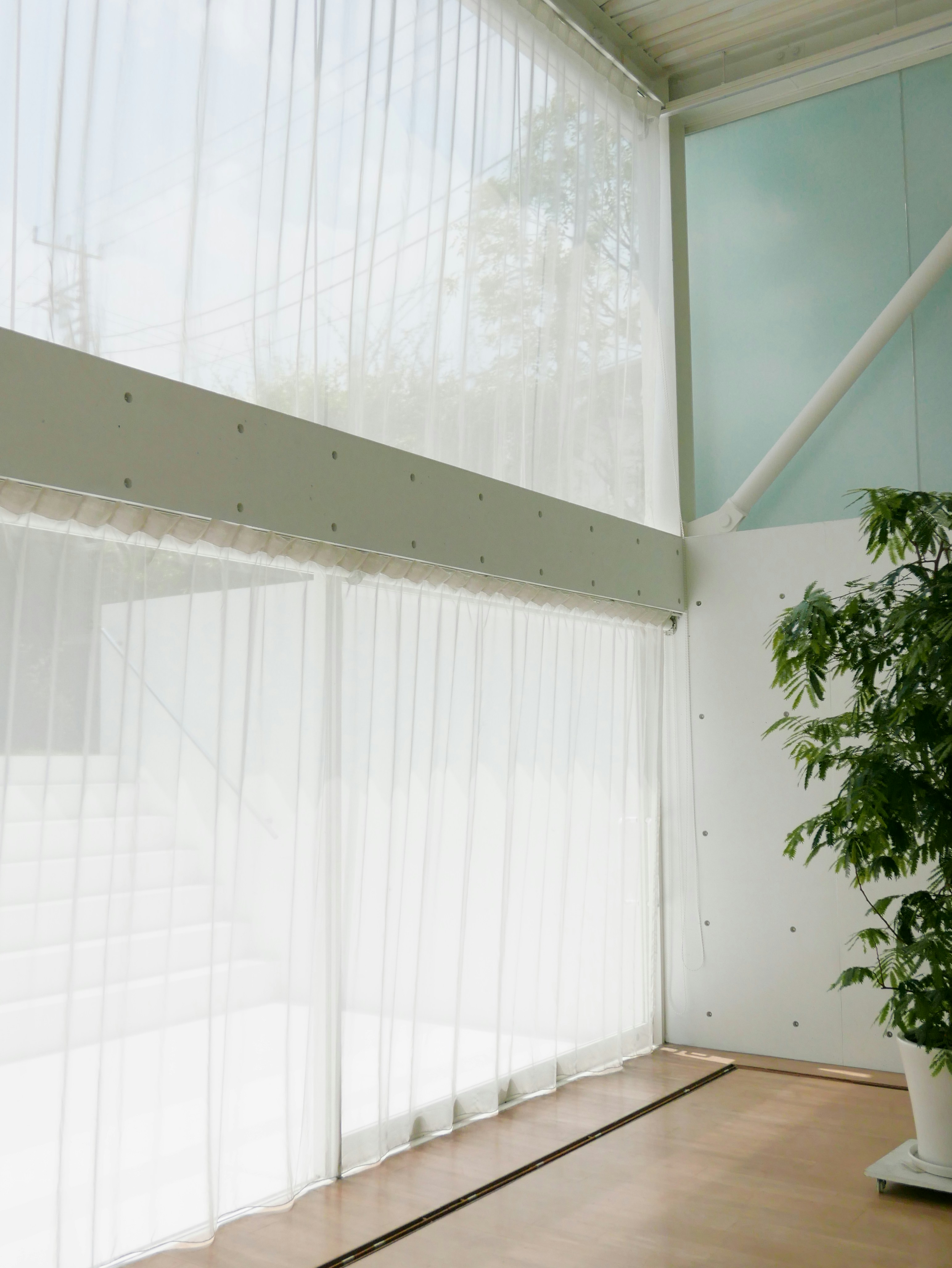 Translucent curtains filter sunlight in a modern interior, revealing a lush plant against a minimalist backdrop.
