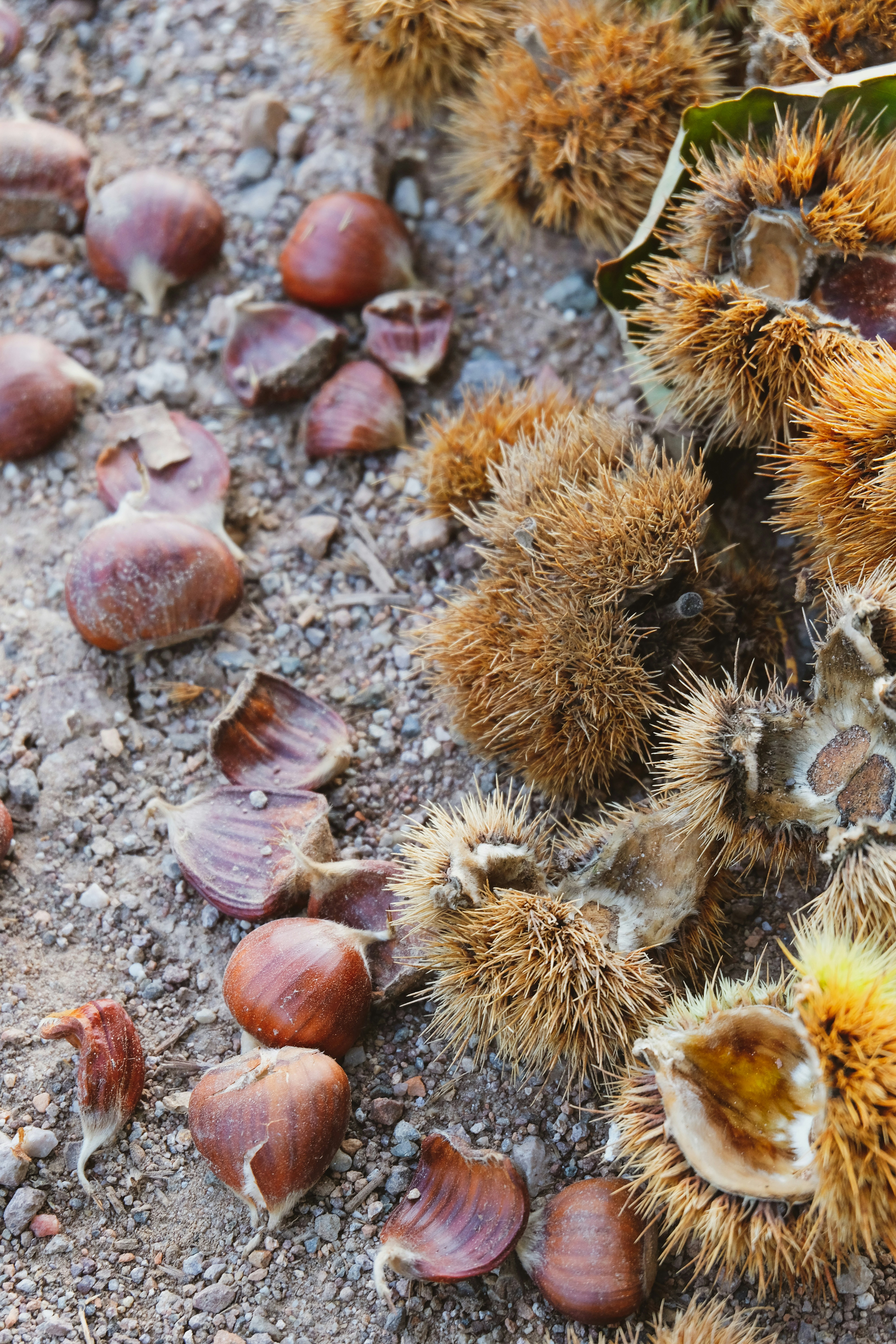 Desert Bounty: Chestnuts and Spiky Pods on dusty ground