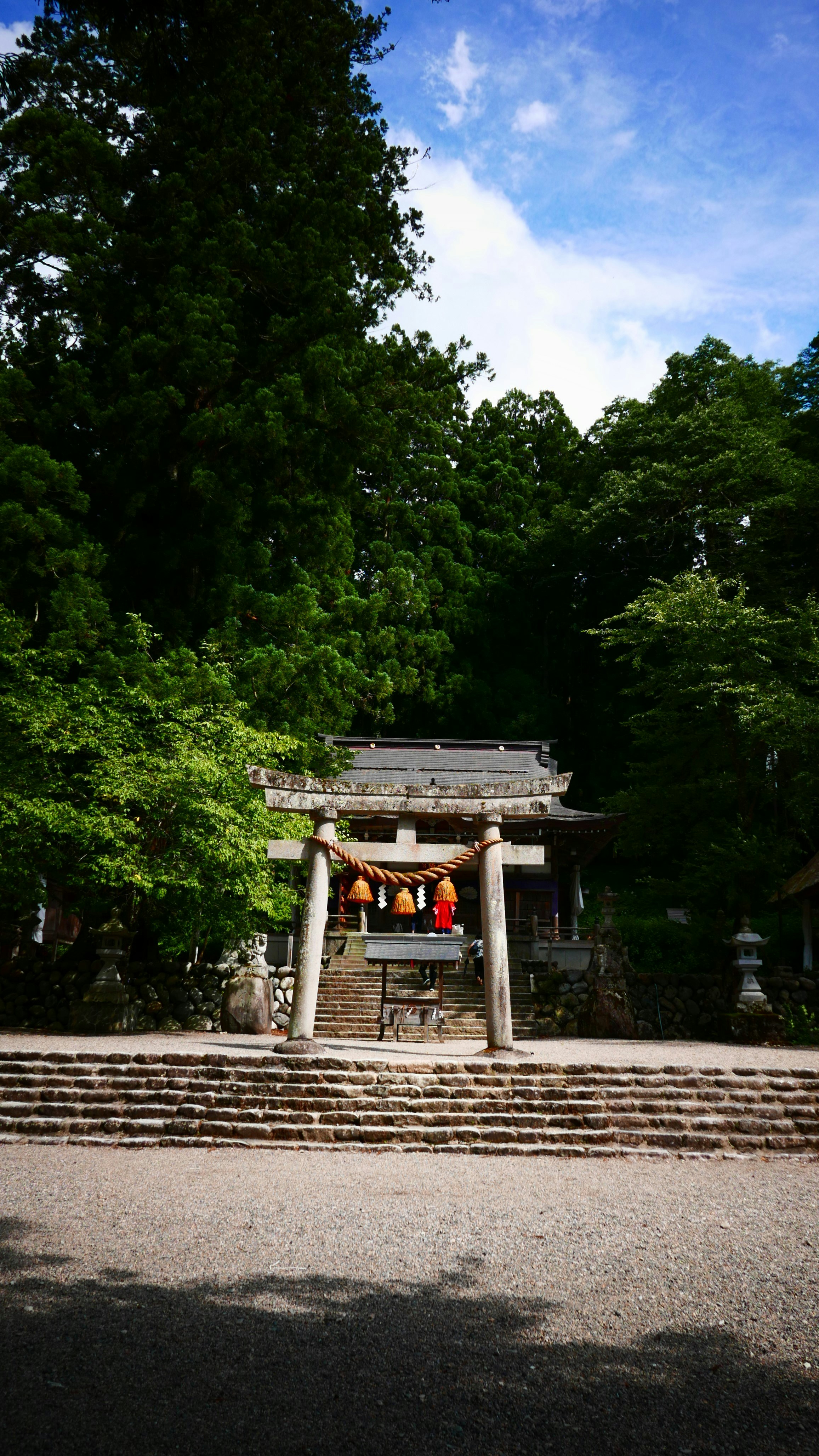 green trees under blue sky during daytime