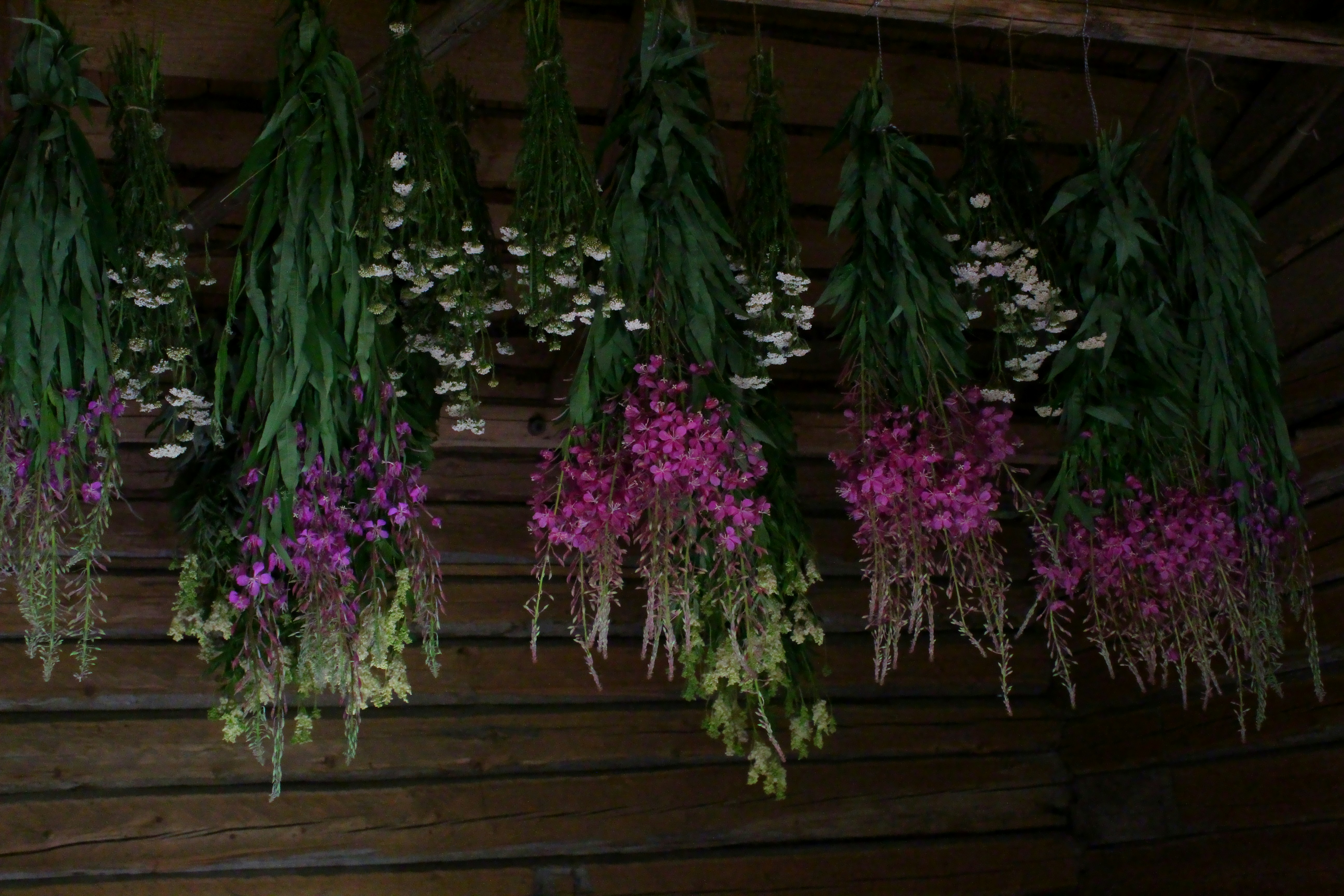 Hanging Blooms on a Rustic Wooden Backdrop
