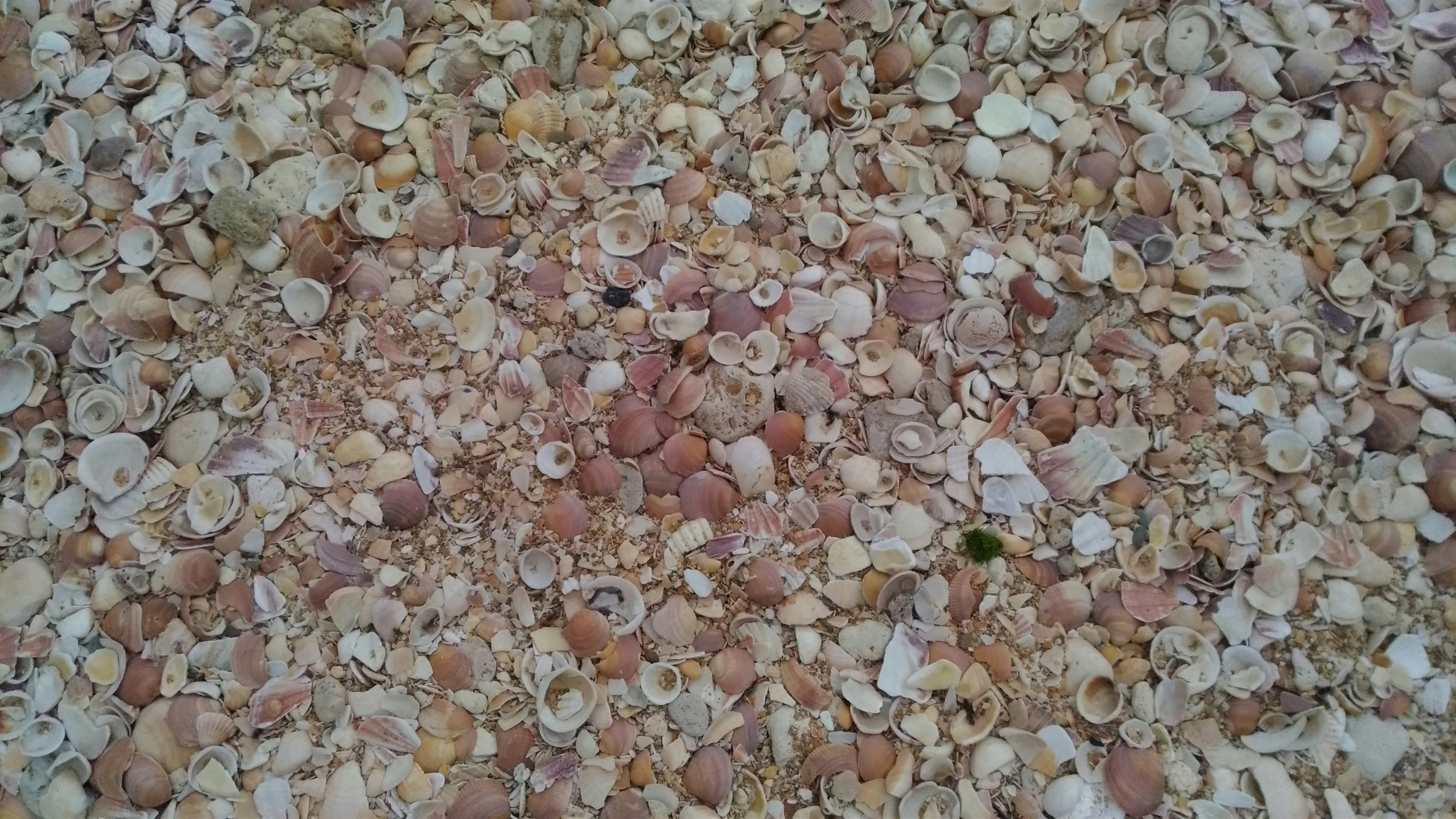 Close-up of numerous small seashells scattered across the ground.