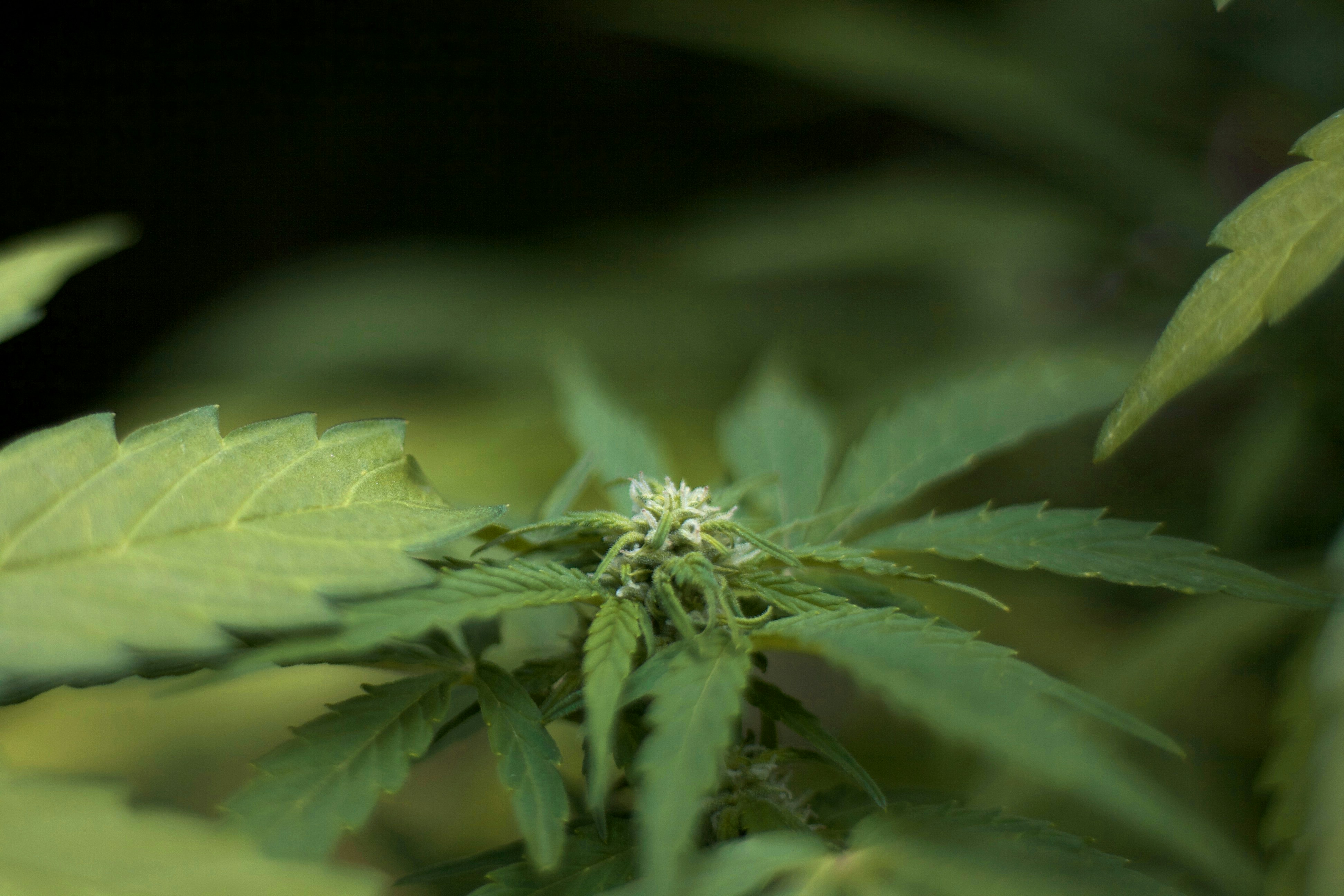 Close-up of green leaves with a soft focus background.