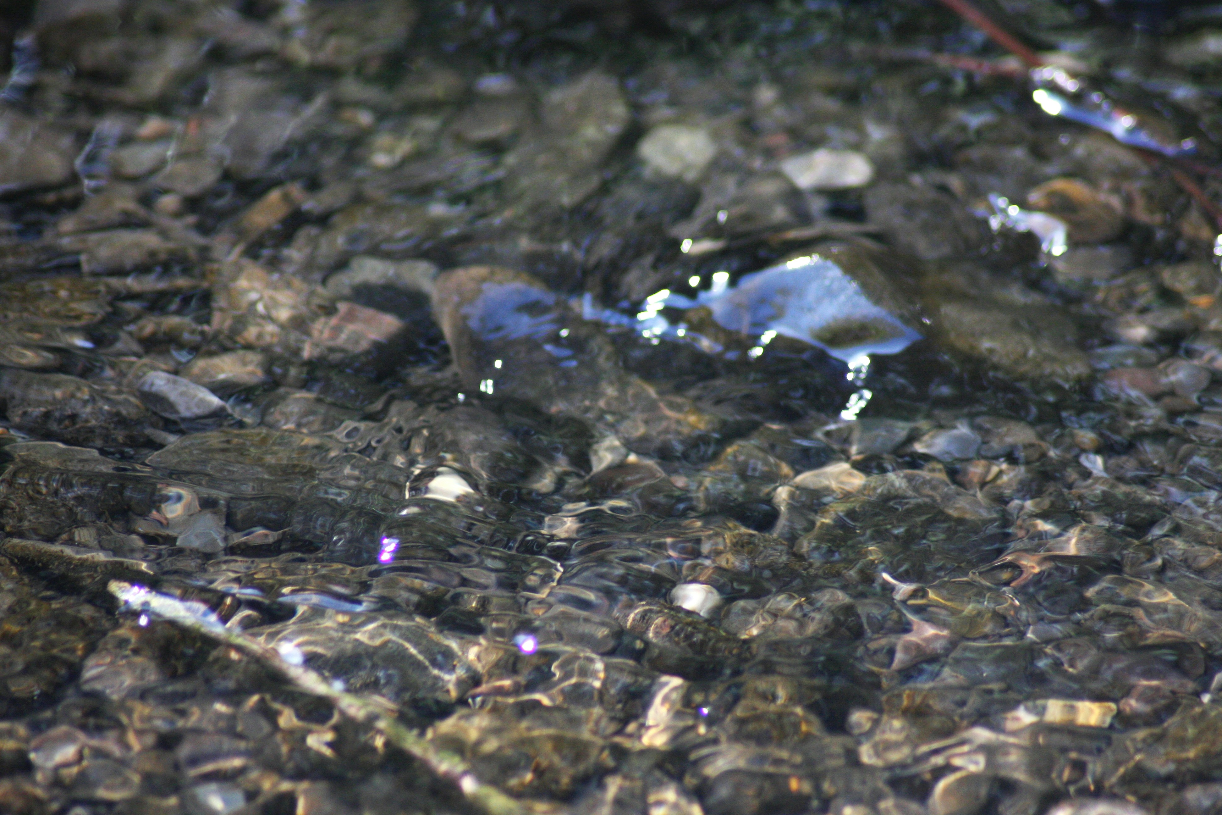 Dunham's Classification Quiz & Flashcards