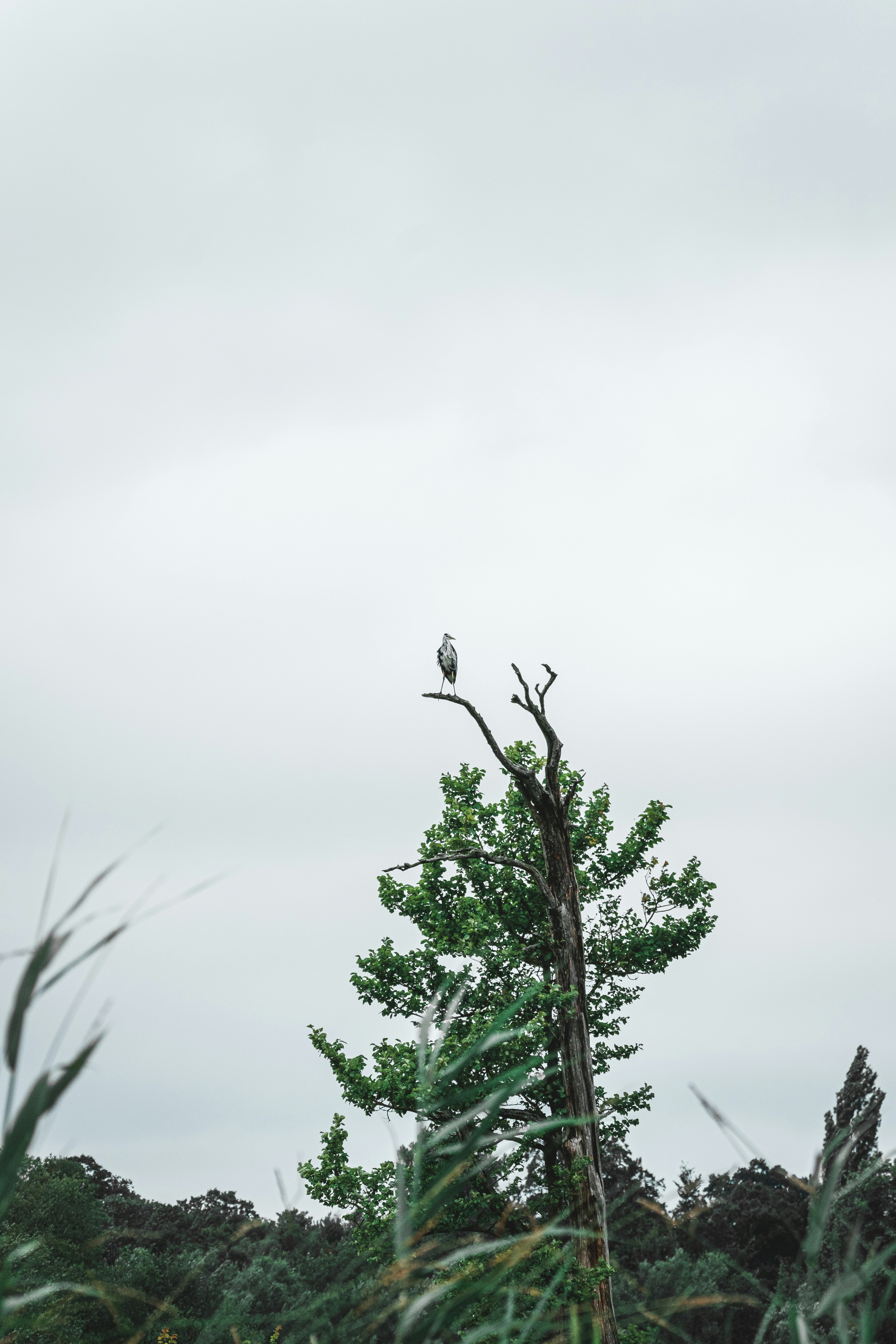 Alpine Sentinel: A lone osprey perched atop a wind-sculpted dead trunk