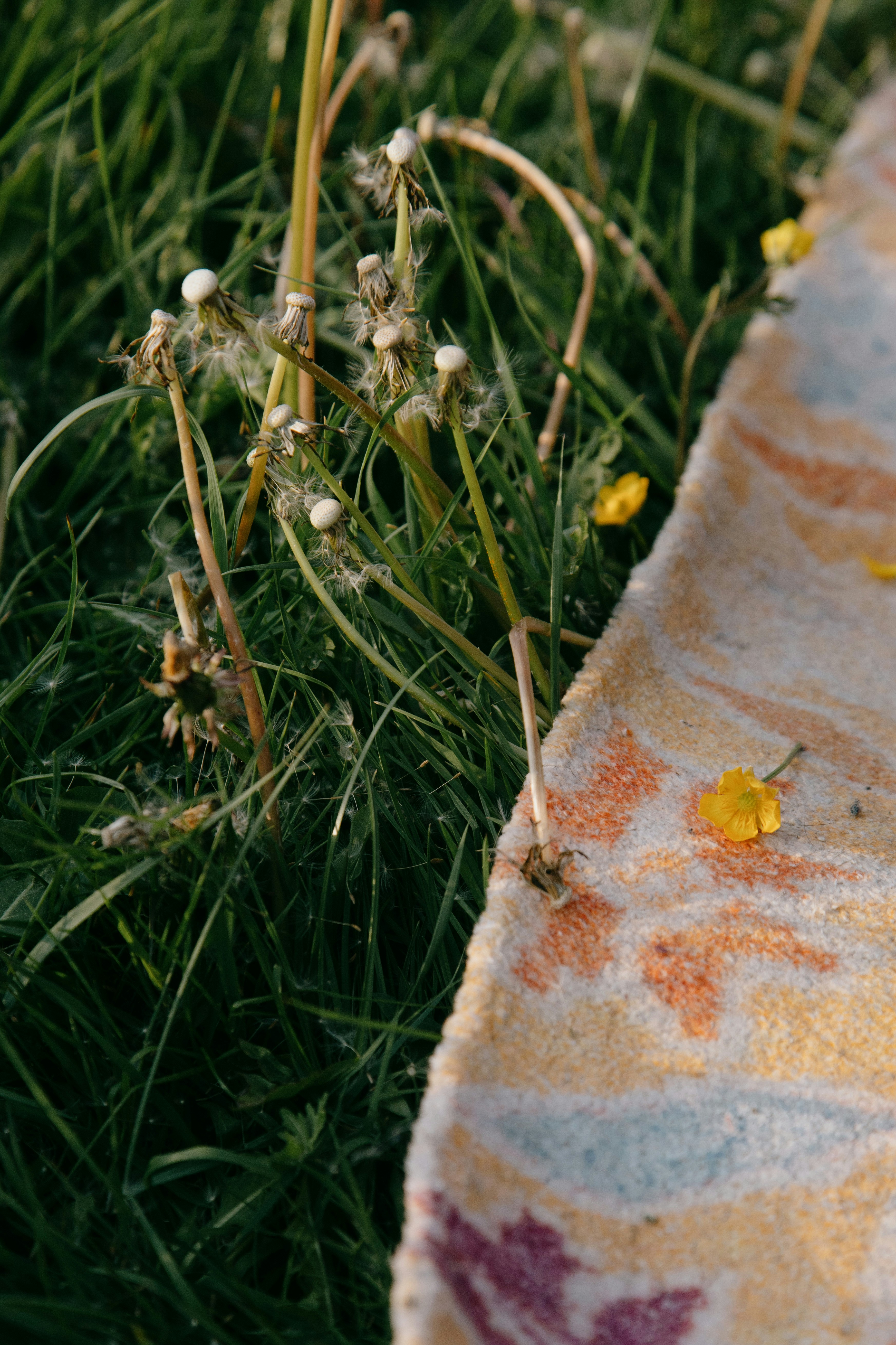 Stems at the Edge: Wildflowers Meet a Painted Textile Border