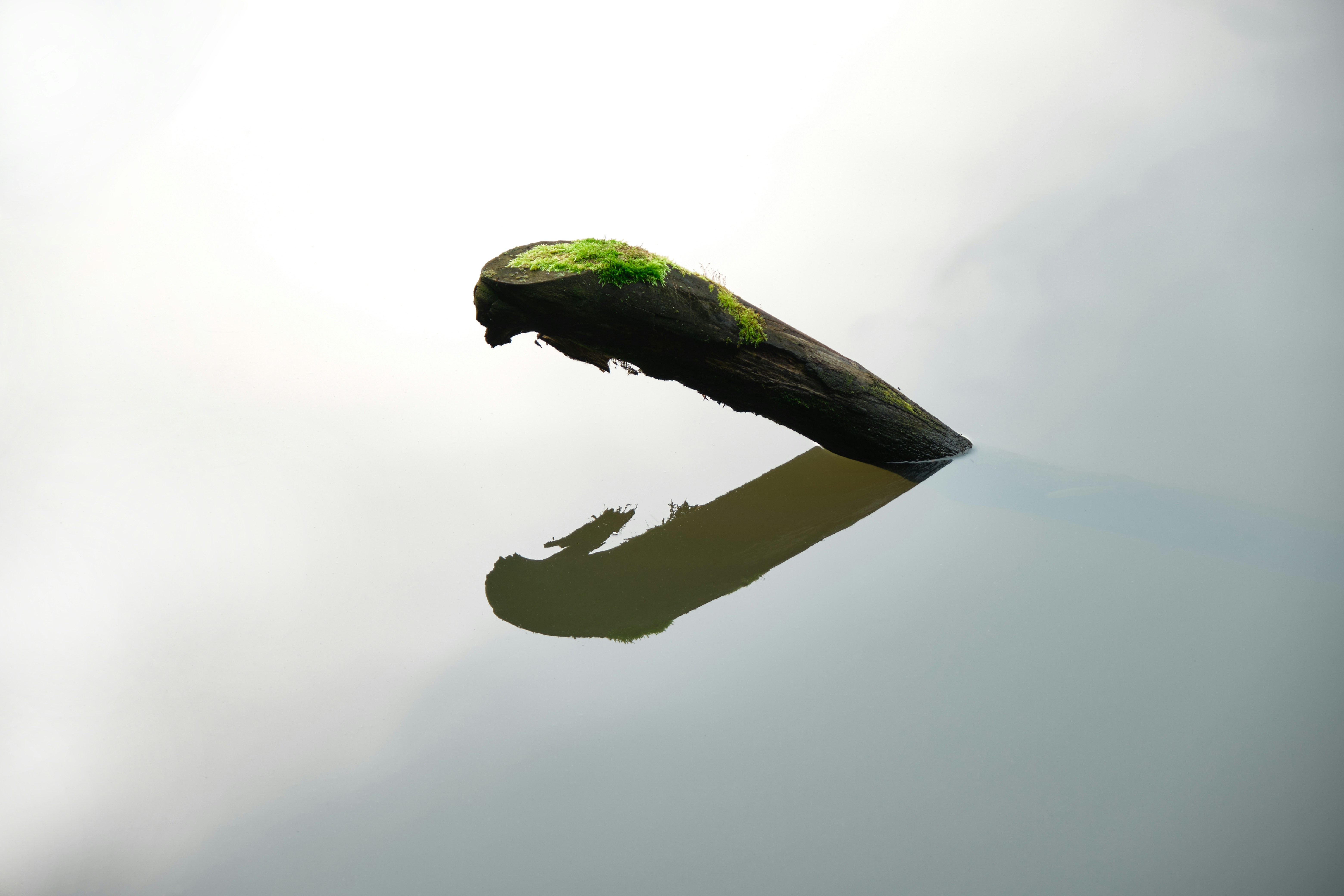 Moss-covered log partially submerged in calm water, creating a serene reflection that enhances the tranquility of the scene.