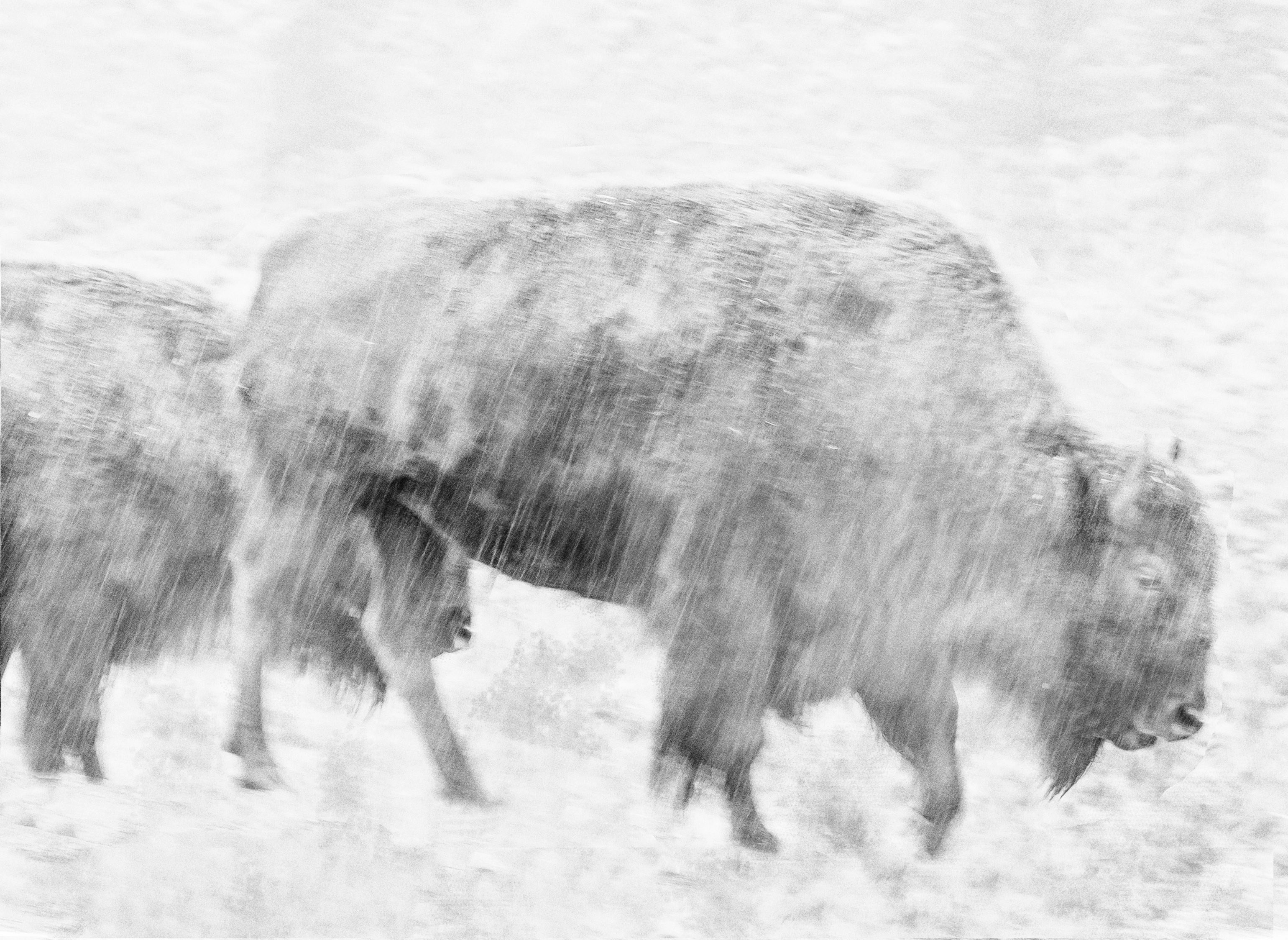 Two bison trudging through a heavy snowstorm, their forms blurred by the swirling flakes. The monochromatic scene conveys the harshness of winter.
