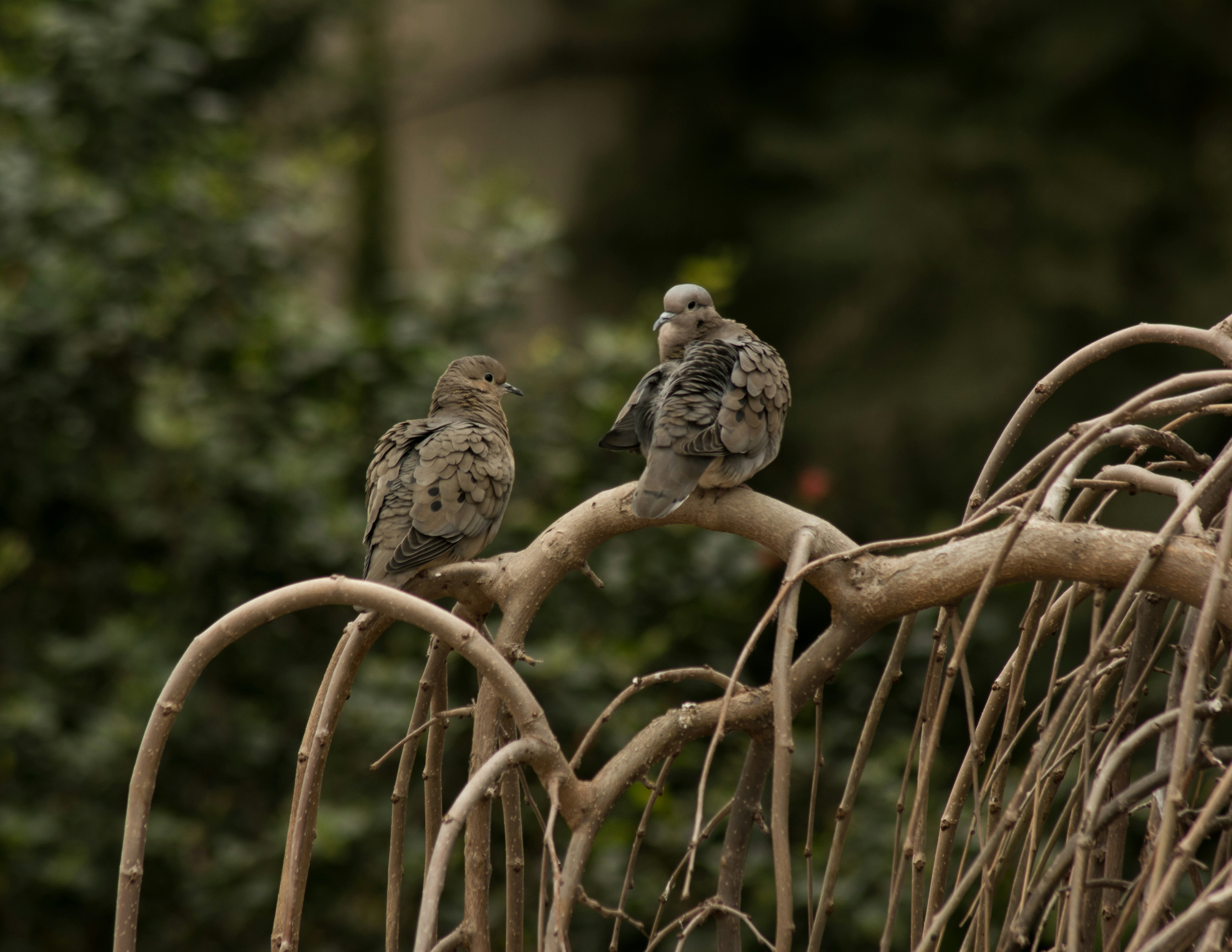 Two doves perched on intertwined branches, surrounded by lush greenery. Their calm demeanor adds a serene touch to the natural setting.