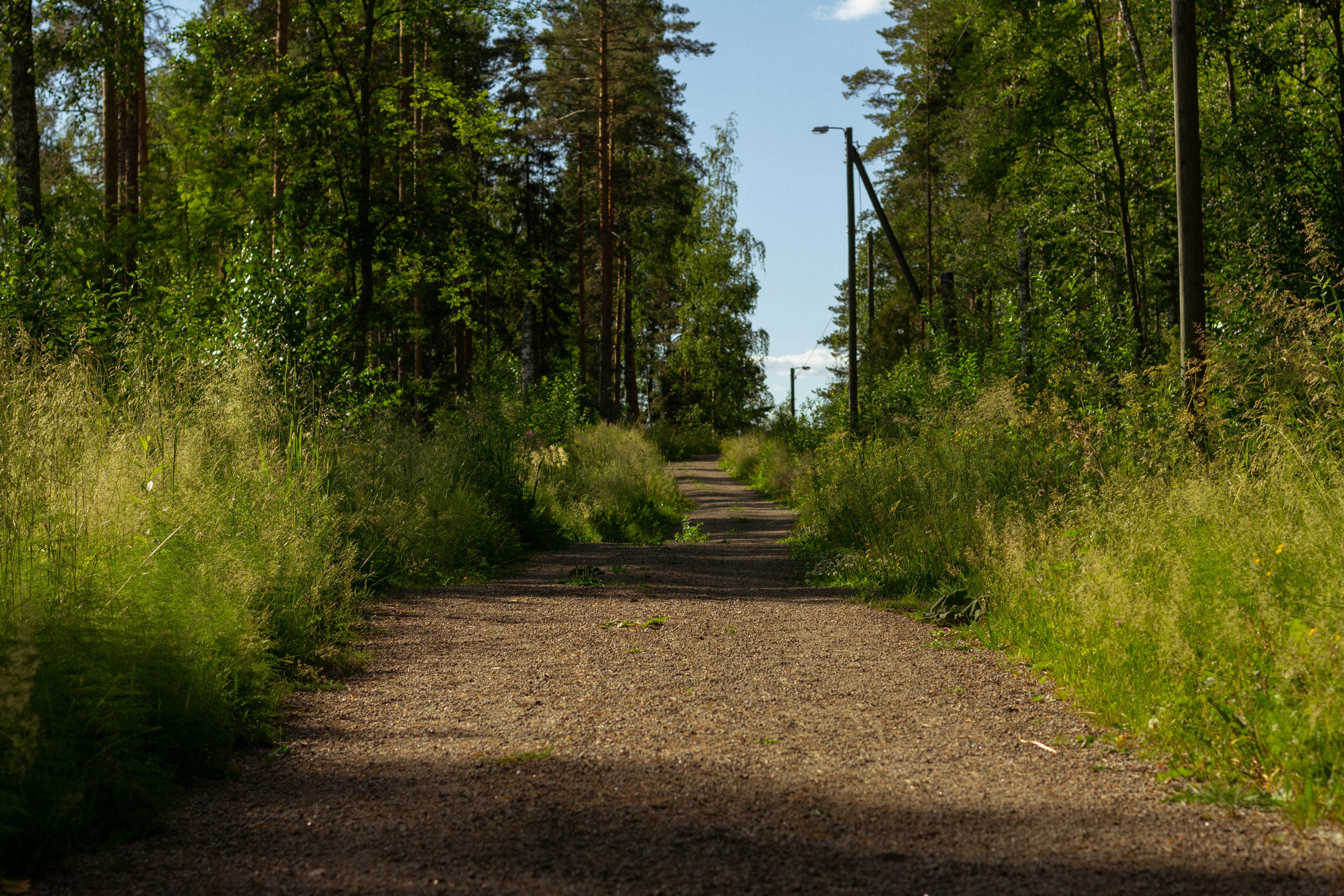 A serene gravel path meanders through lush greenery under a clear blue sky, inviting exploration. The scene captures the tranquility of a forested area in daylight.