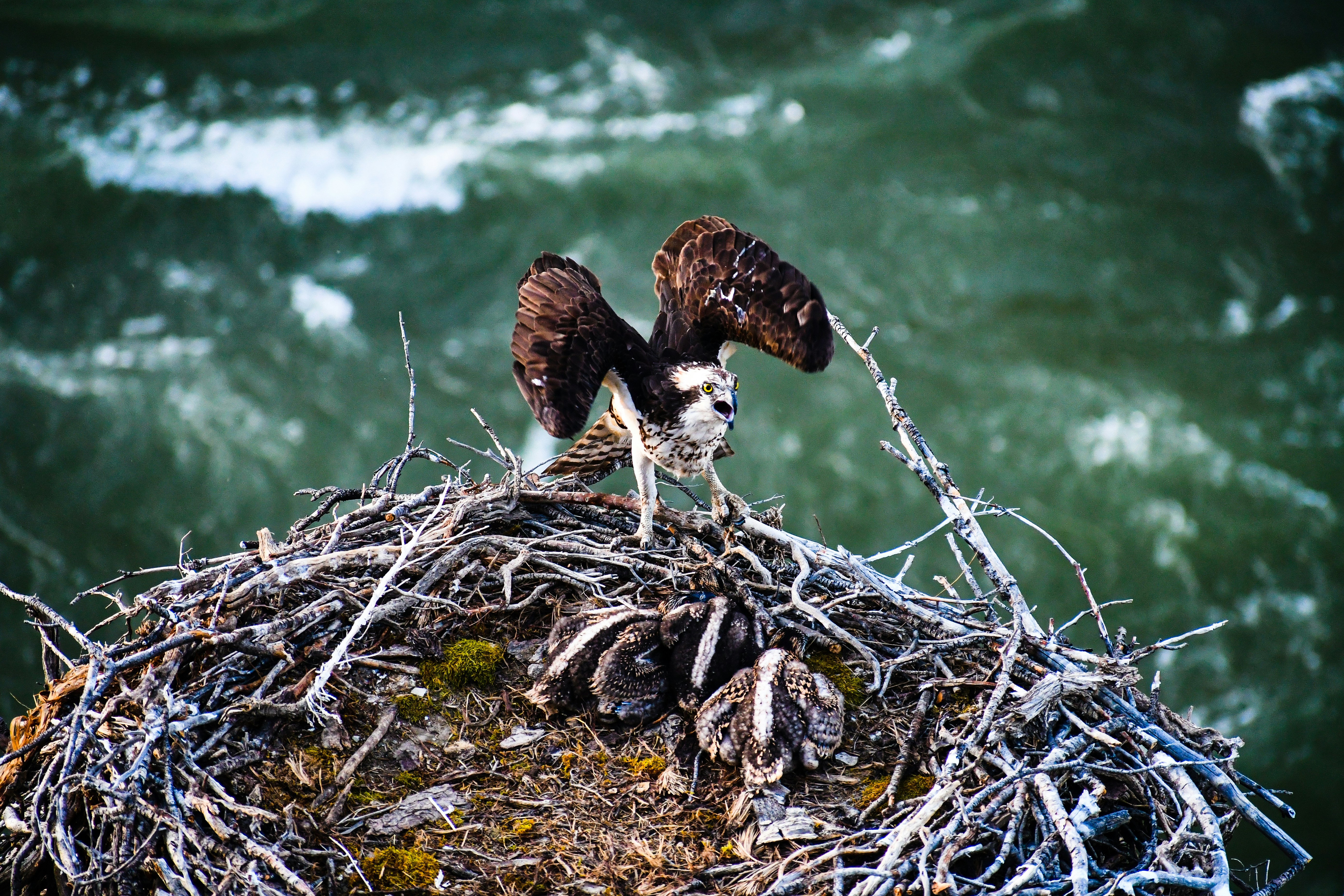 Eagle Nest Pictures | Download Free Images on Unsplash
