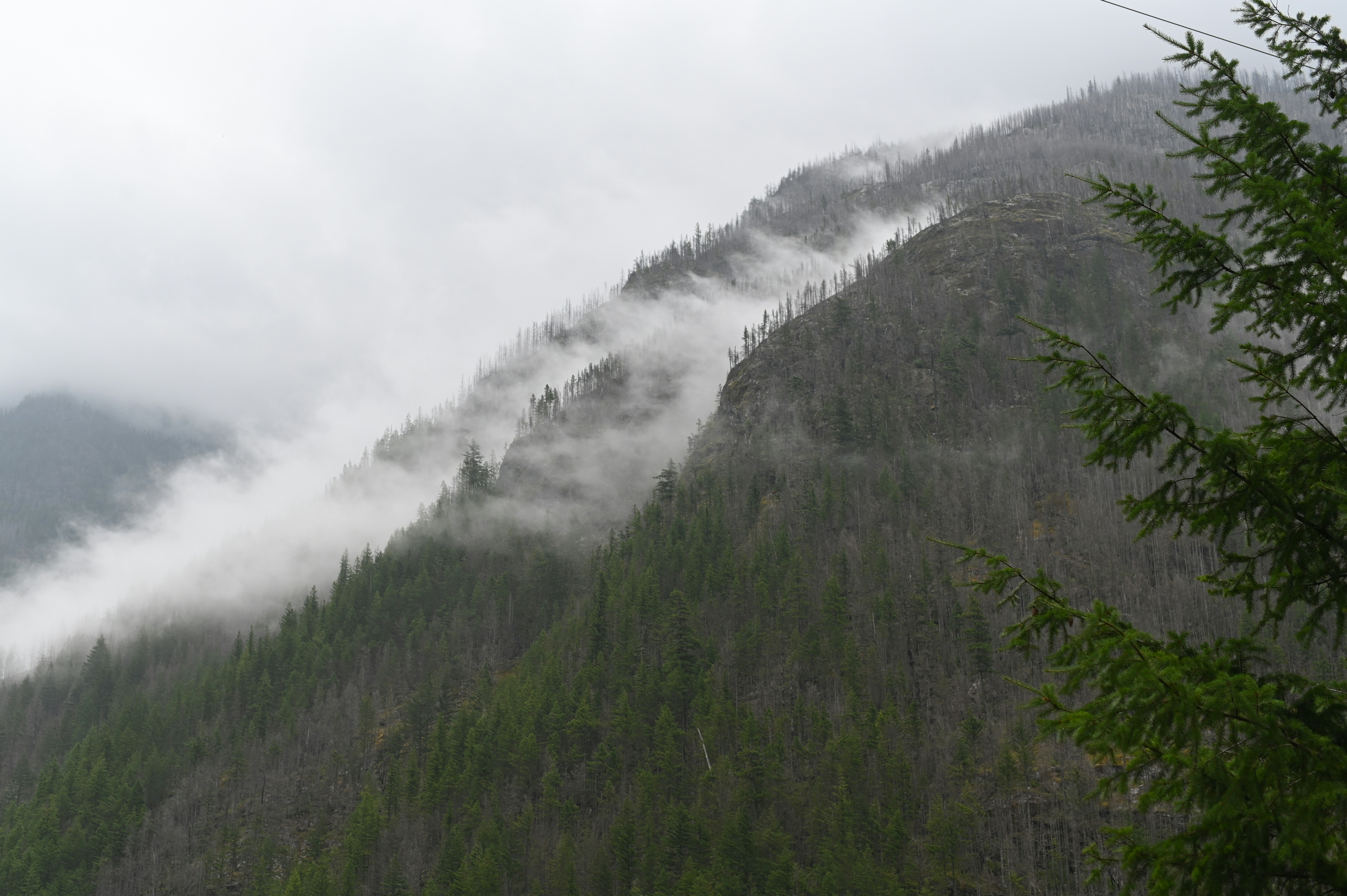 Fog enveloping a rugged mountain slope, revealing sparse trees and a dramatic landscape. The scene captures the essence of nature's mystery.