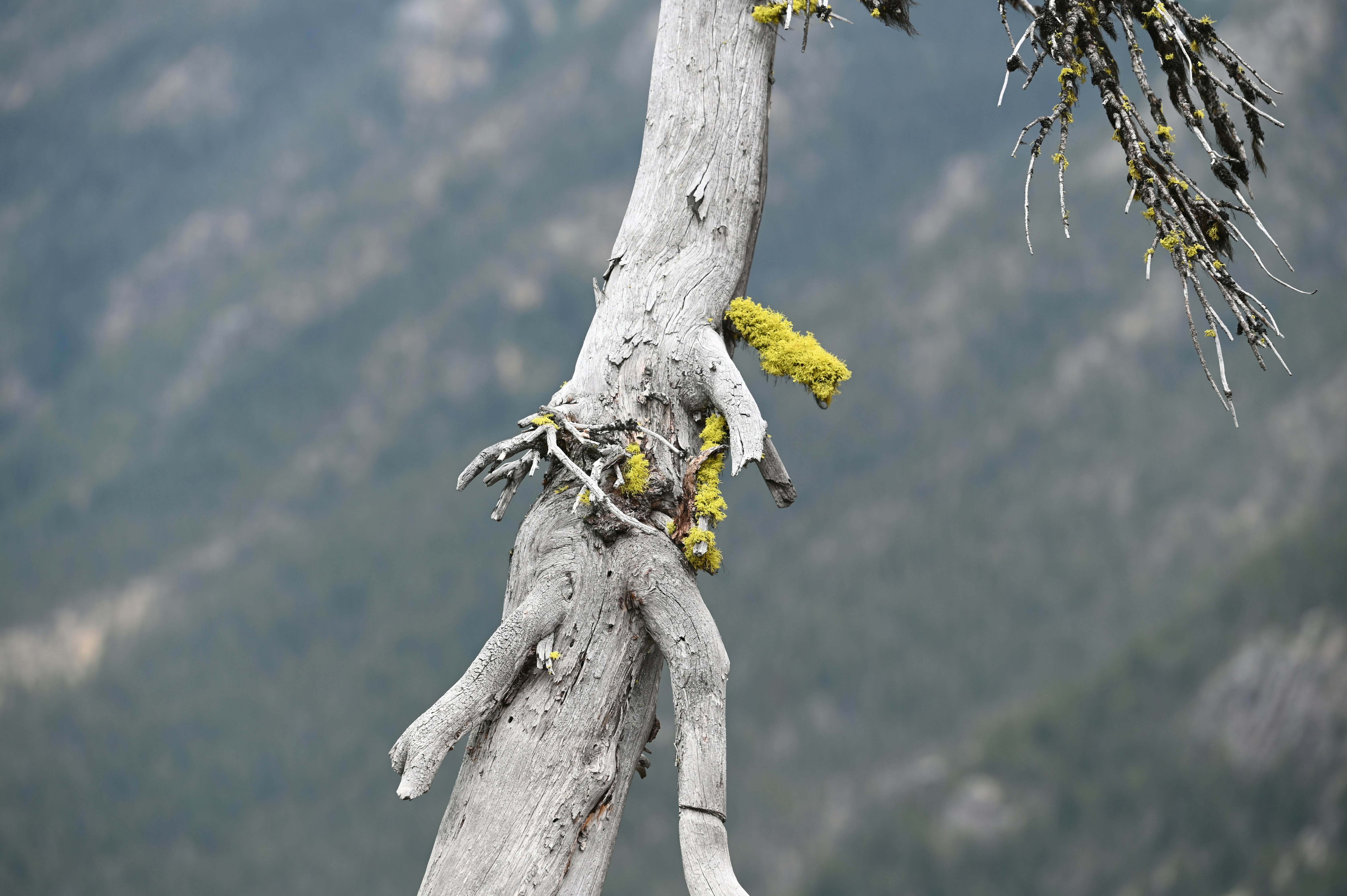 Weathered Branch Gnarled by Mountain Winds