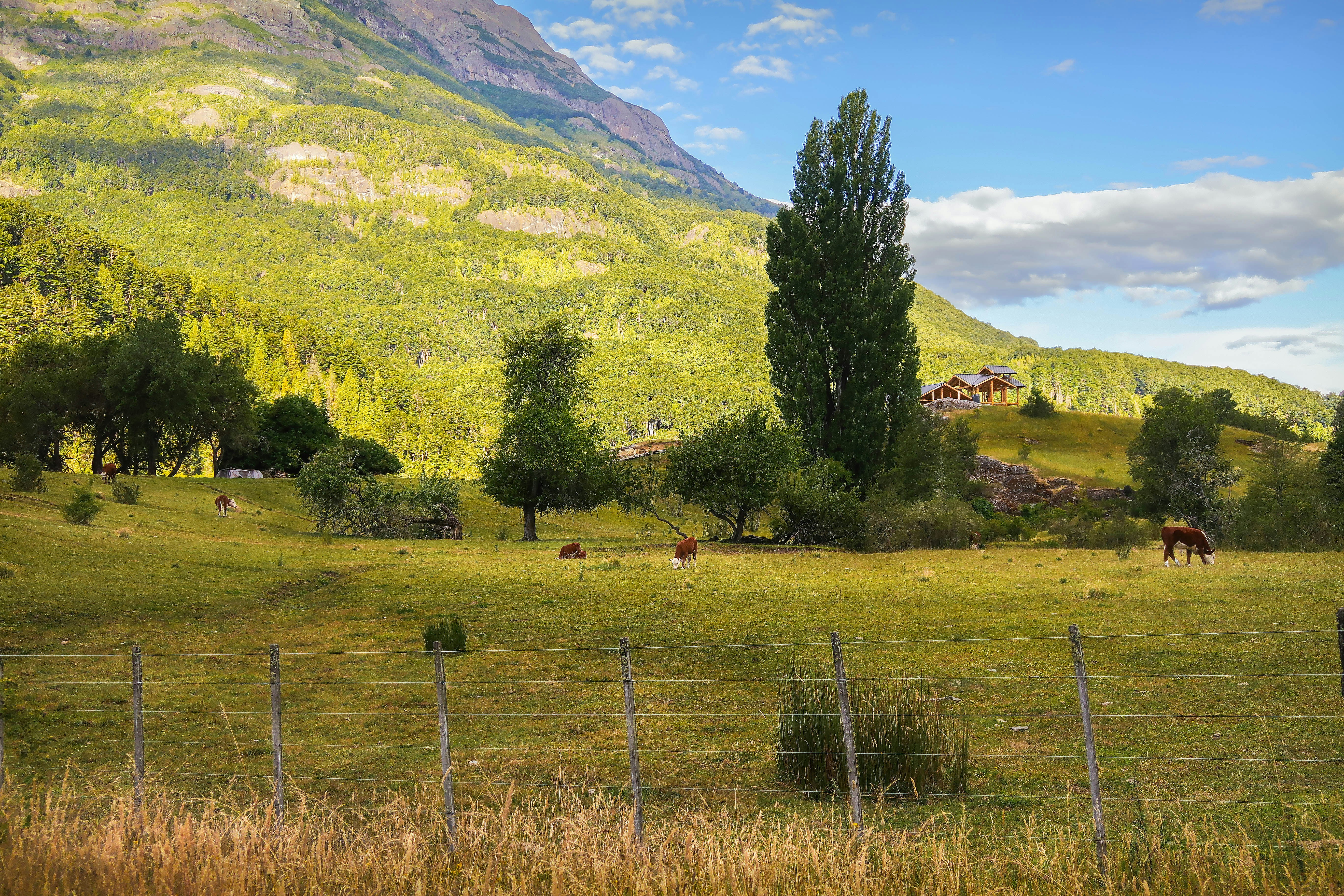 Pastoral Ridge: Horses, Fence, and Distant Village