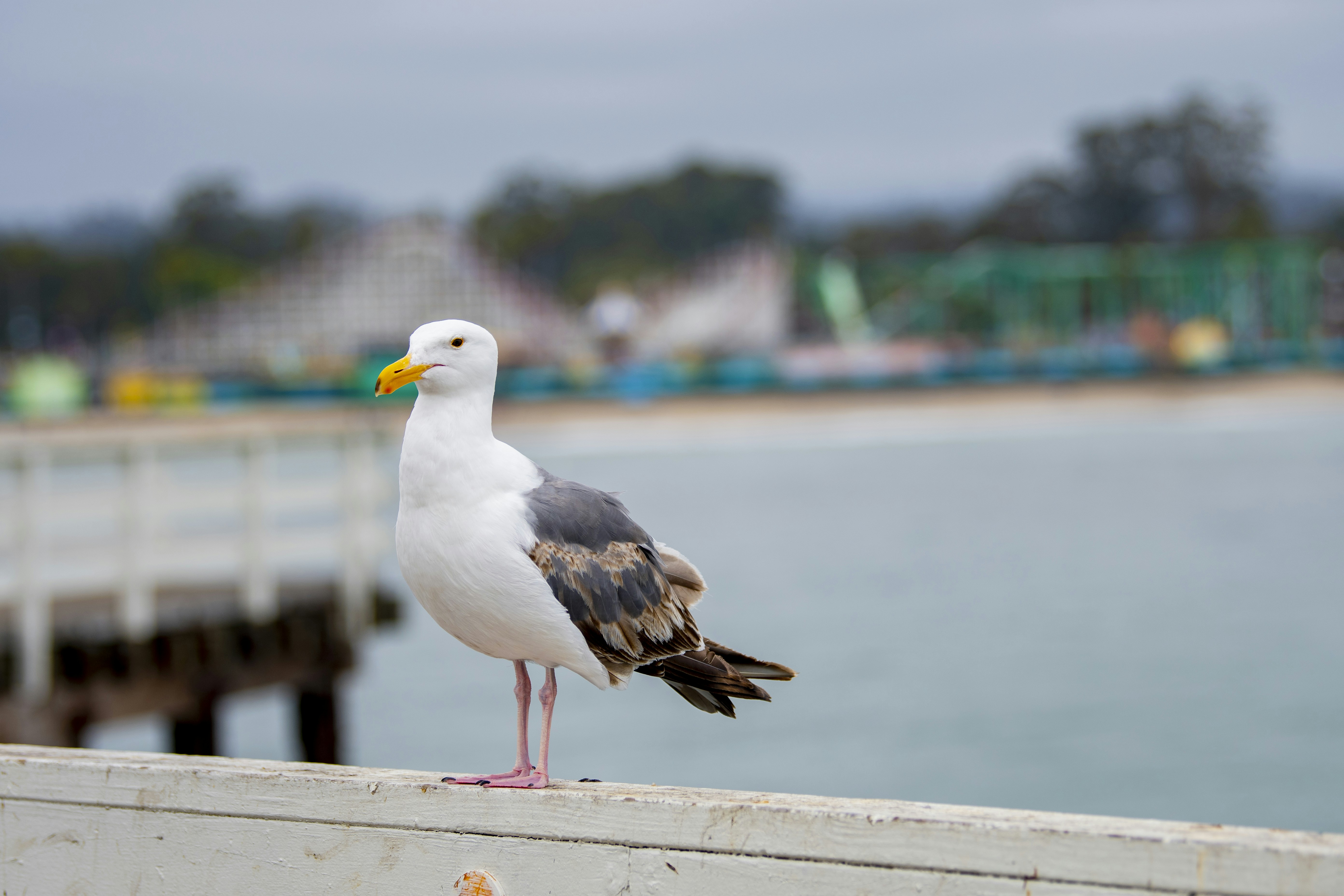 Wharf Sentinel: Seagull Perched on a Weathered Rail Over a Quiet Harbor