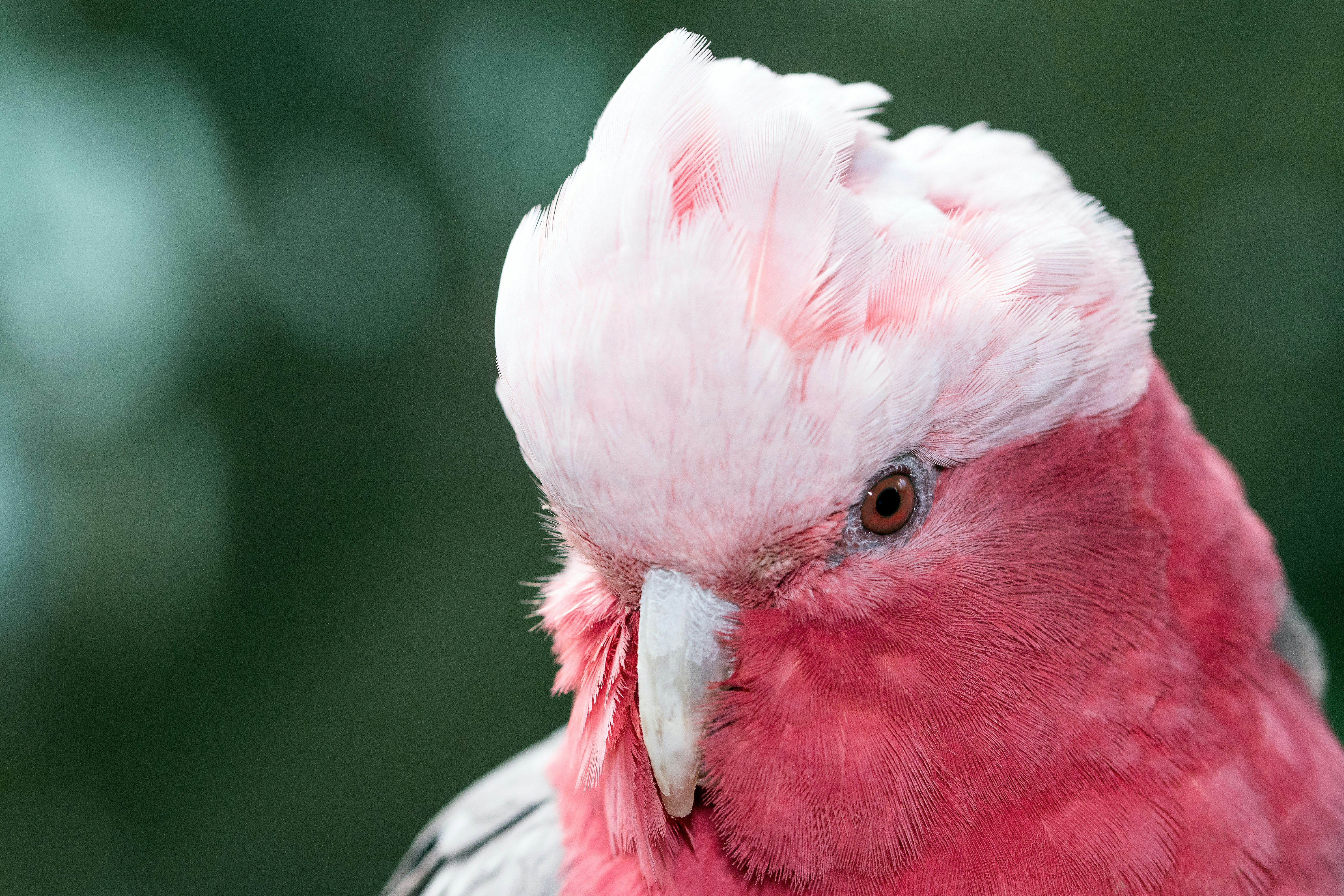 White and red bird in close up photography photo – Free Australia Image ...