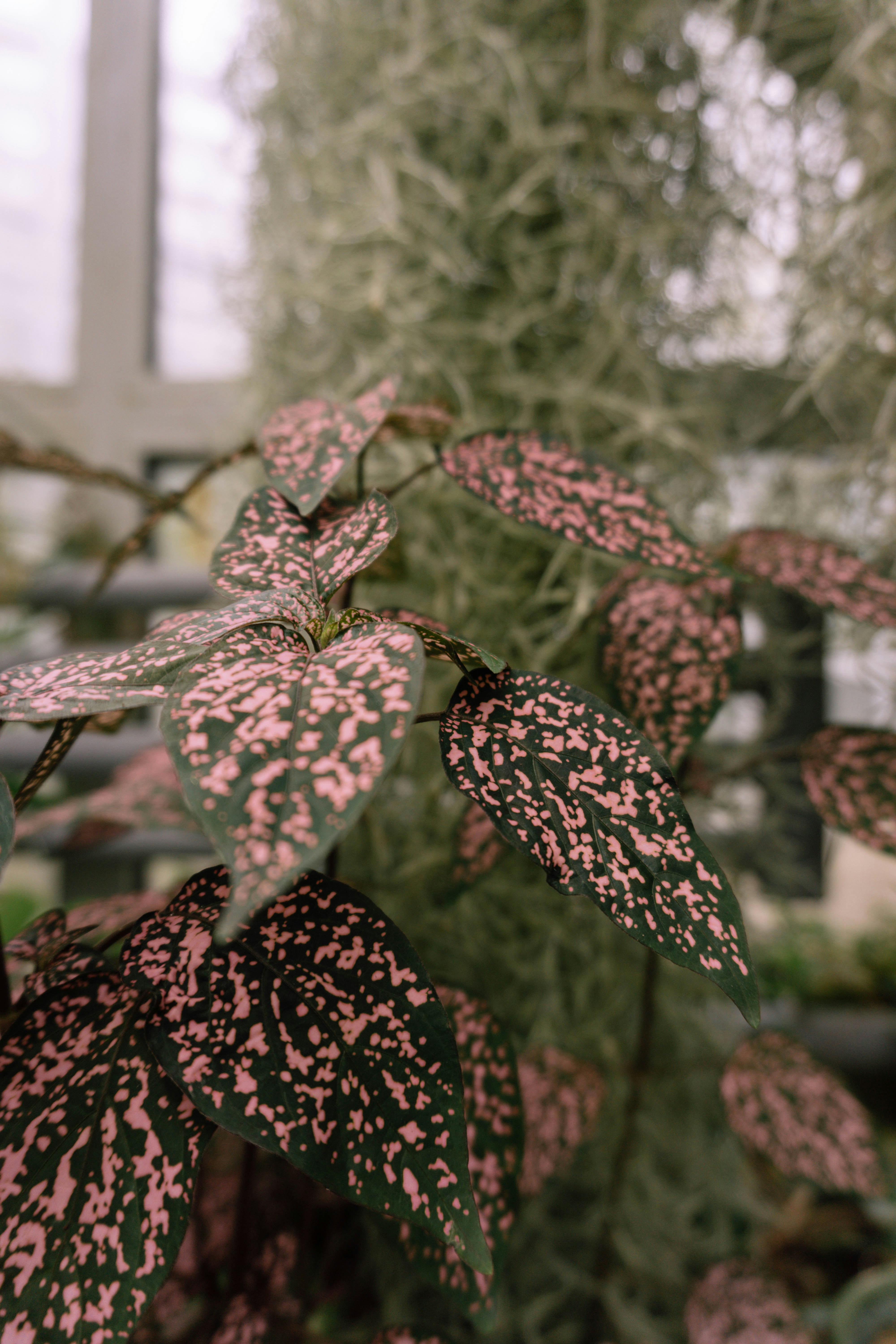 Red and black leaves on tree branch photo – Free Nature Image on Unsplash