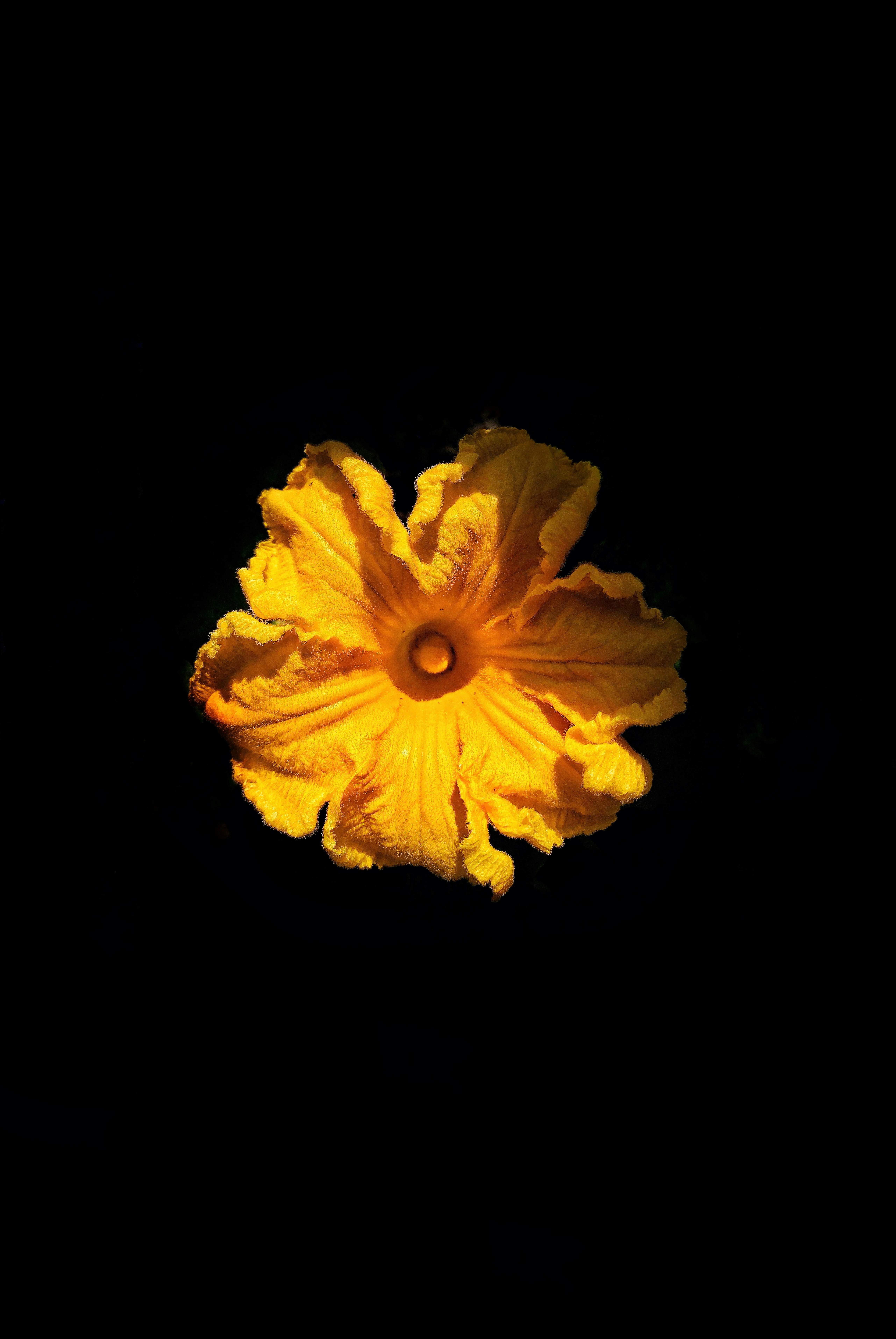 Gold Bloom in Velvet Night: A Hibiscus Emerges Alone