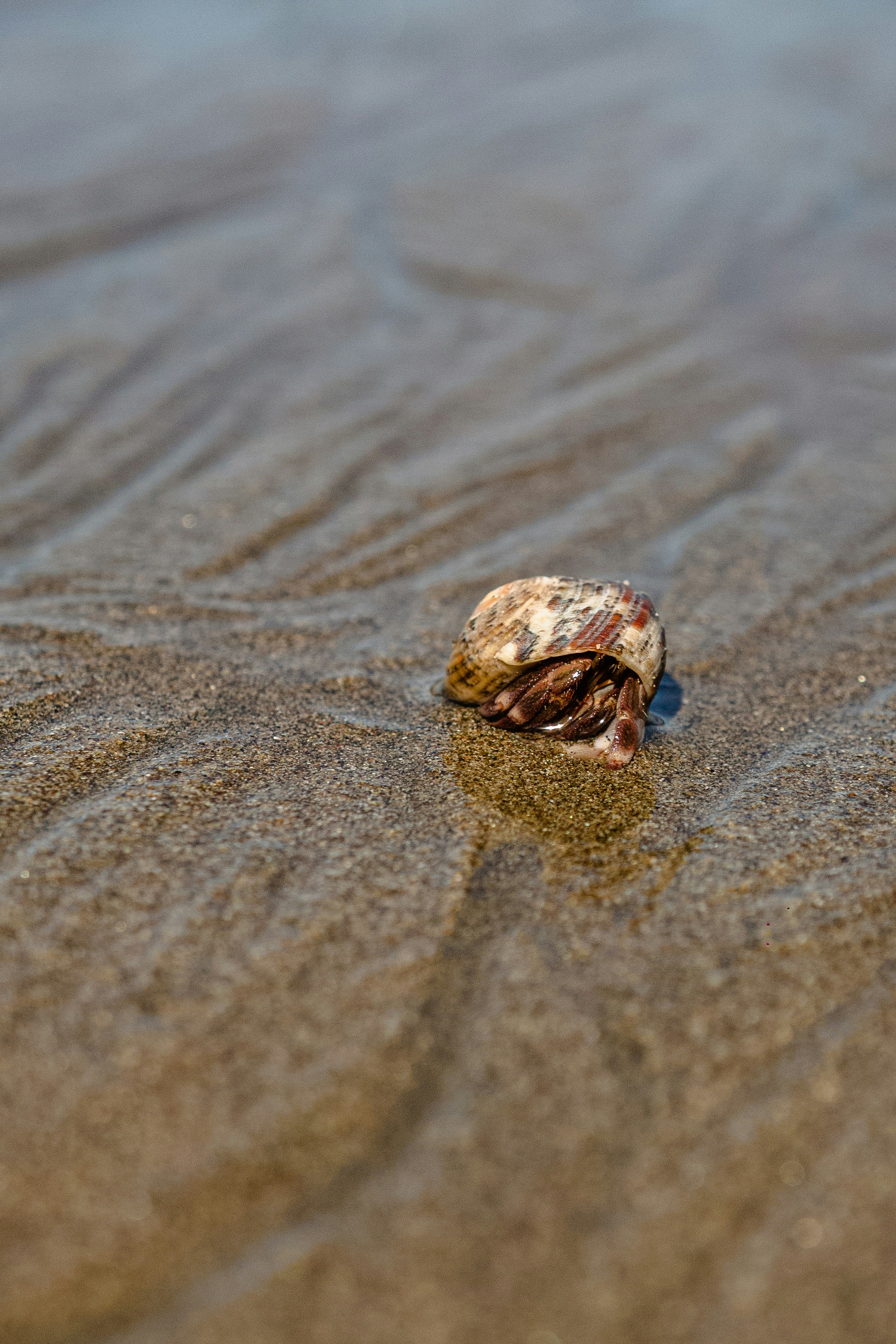 A hermit crab nestled in its shell on a sandy beach, surrounded by gentle ripples of water reflecting sunlight.