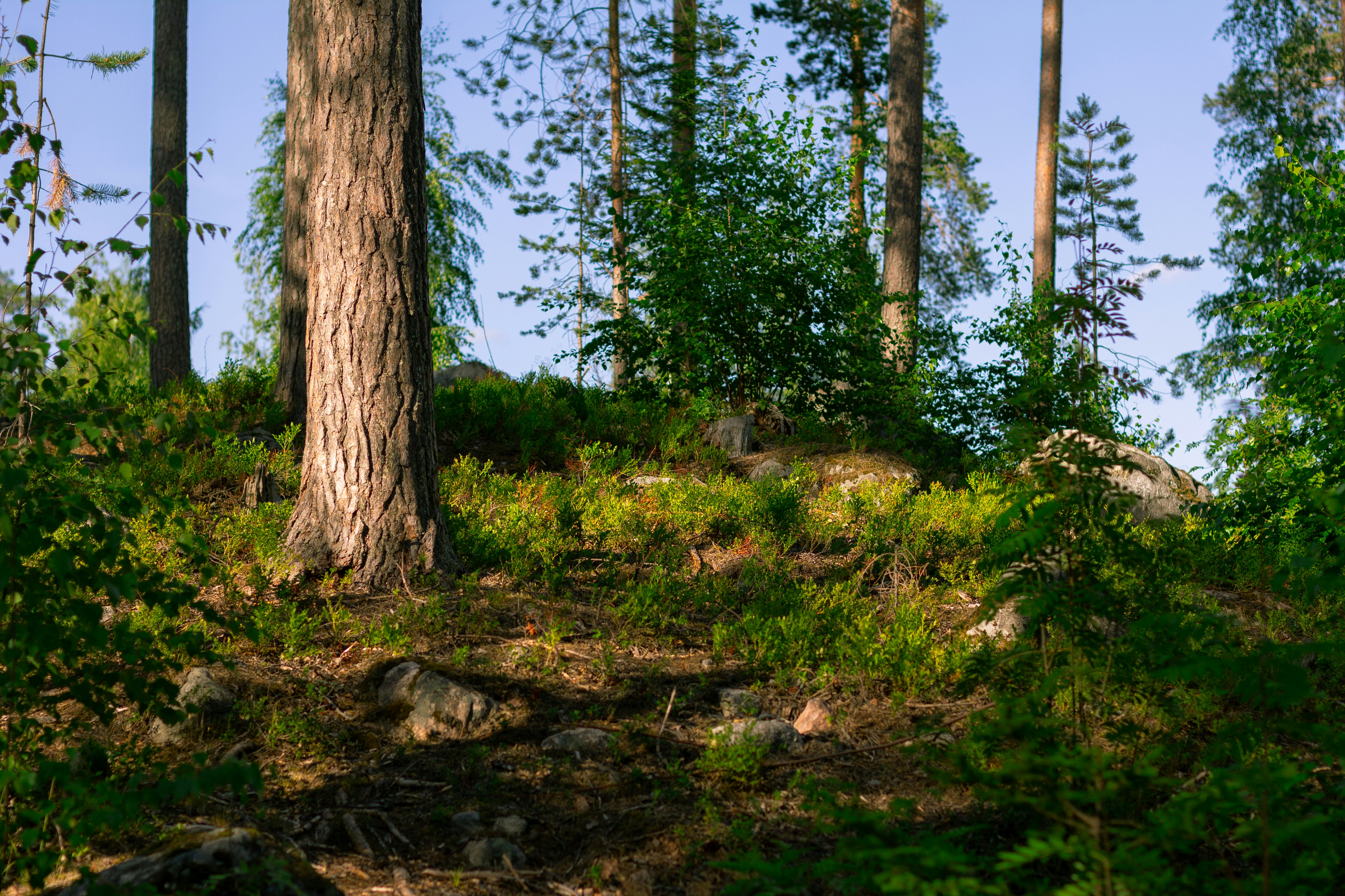 Sunlight filters through the trees, illuminating a lush forest floor adorned with rocks and greenery.
