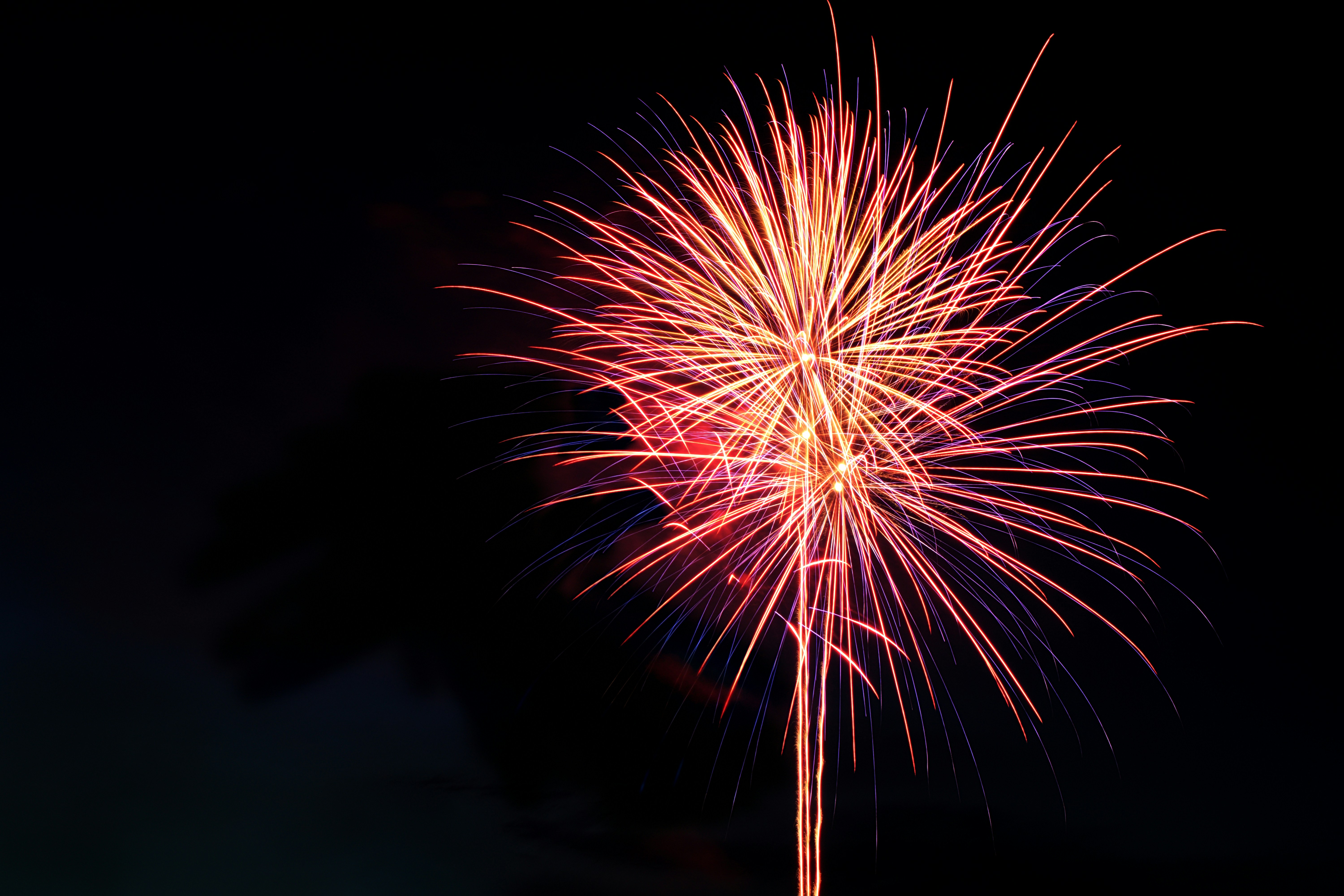 Pink-Gold Firework Bloom Against a Velvet Night
