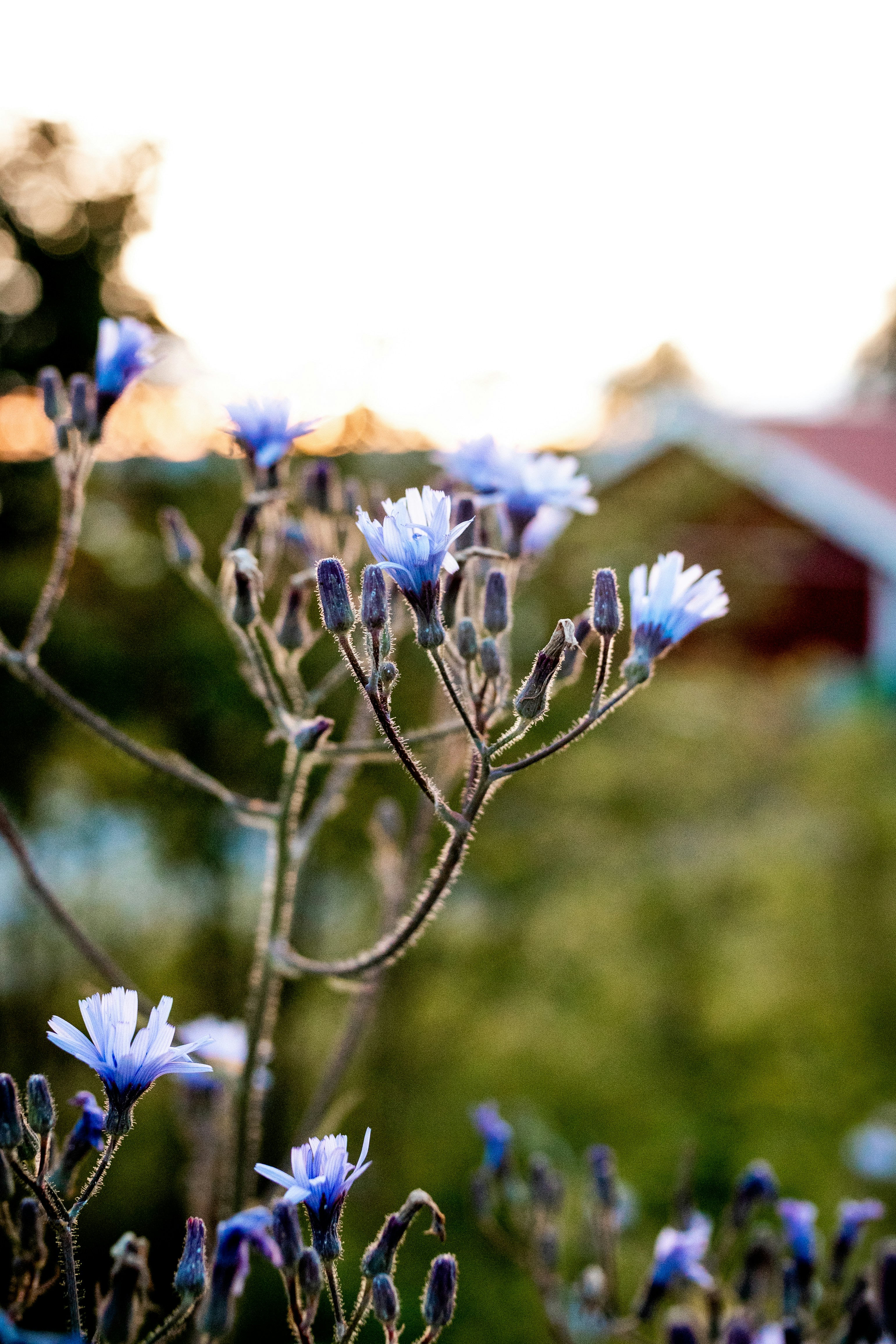 Backlit Blue Blossoms in a Suburban Garden at Golden Hour