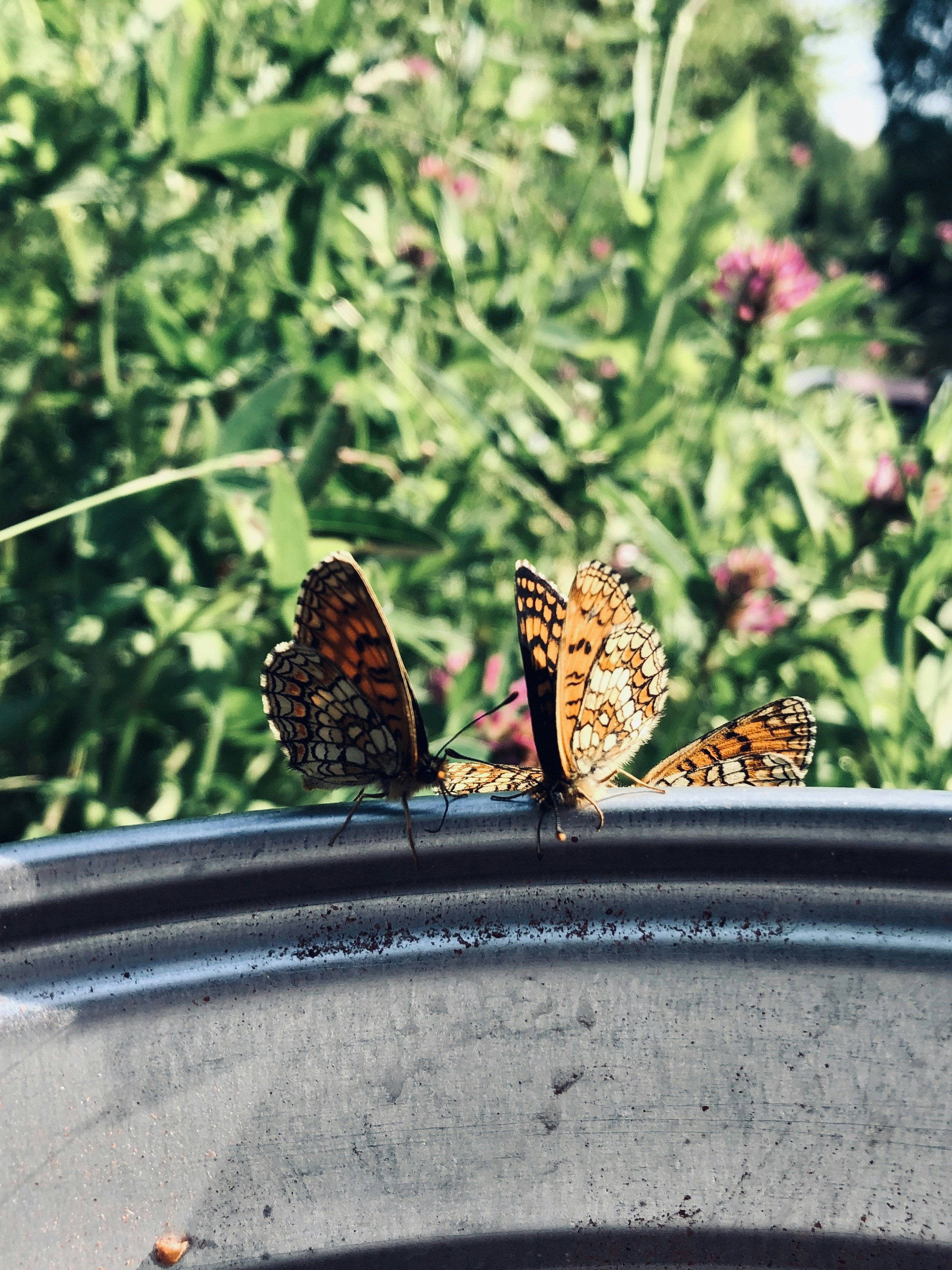 Edge of Bloom: Three Butterflies Rest on a Weathered Rim