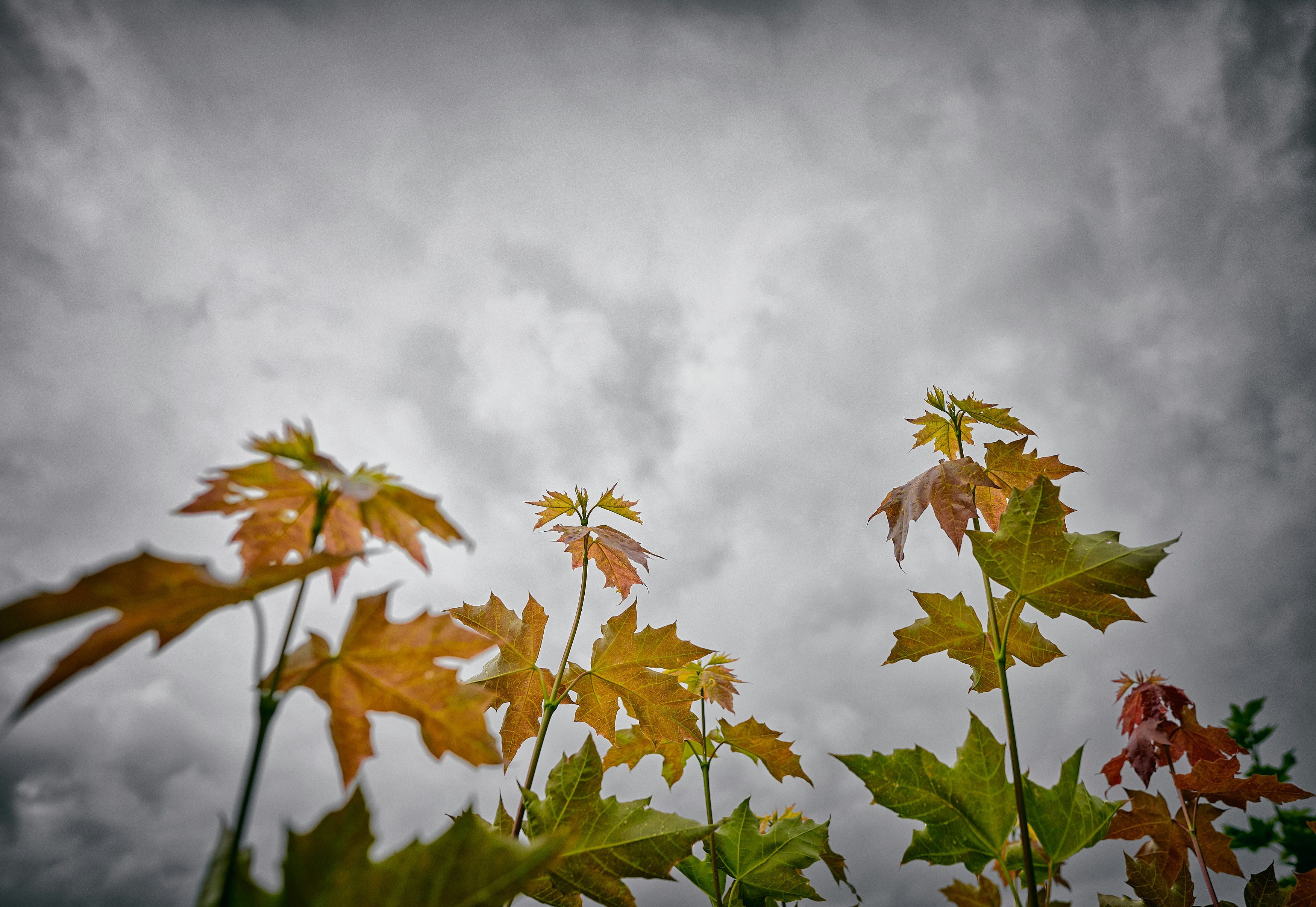 Autumned Veins Reaching Skyward