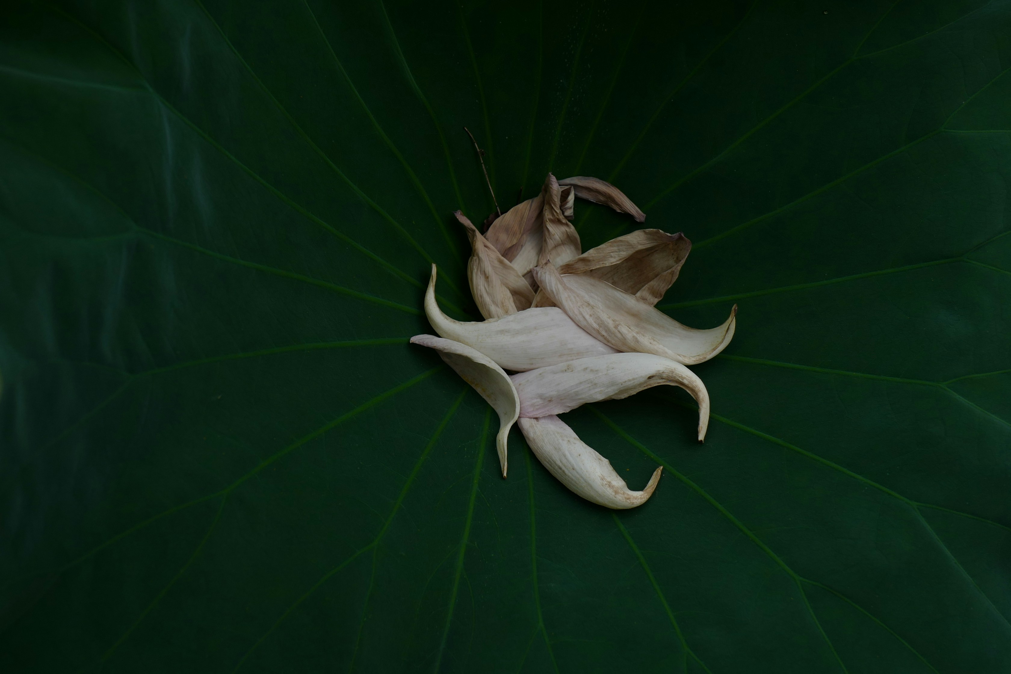 Delicate petals resting atop a large green leaf, showcasing the contrast between organic forms and vibrant color. 