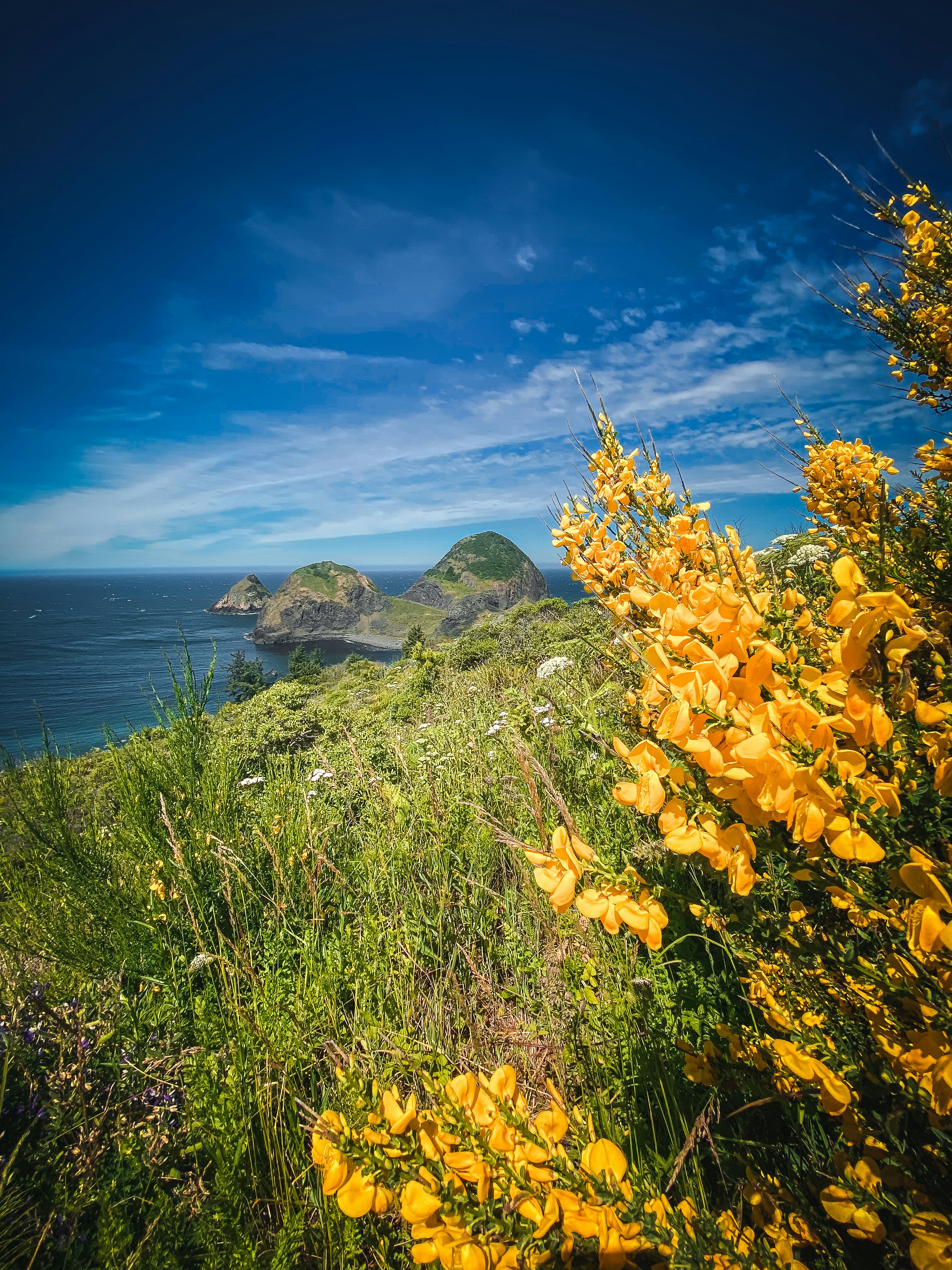 Foxglove Crown over a Sea Cliff: A Sunlit Coastal Vista